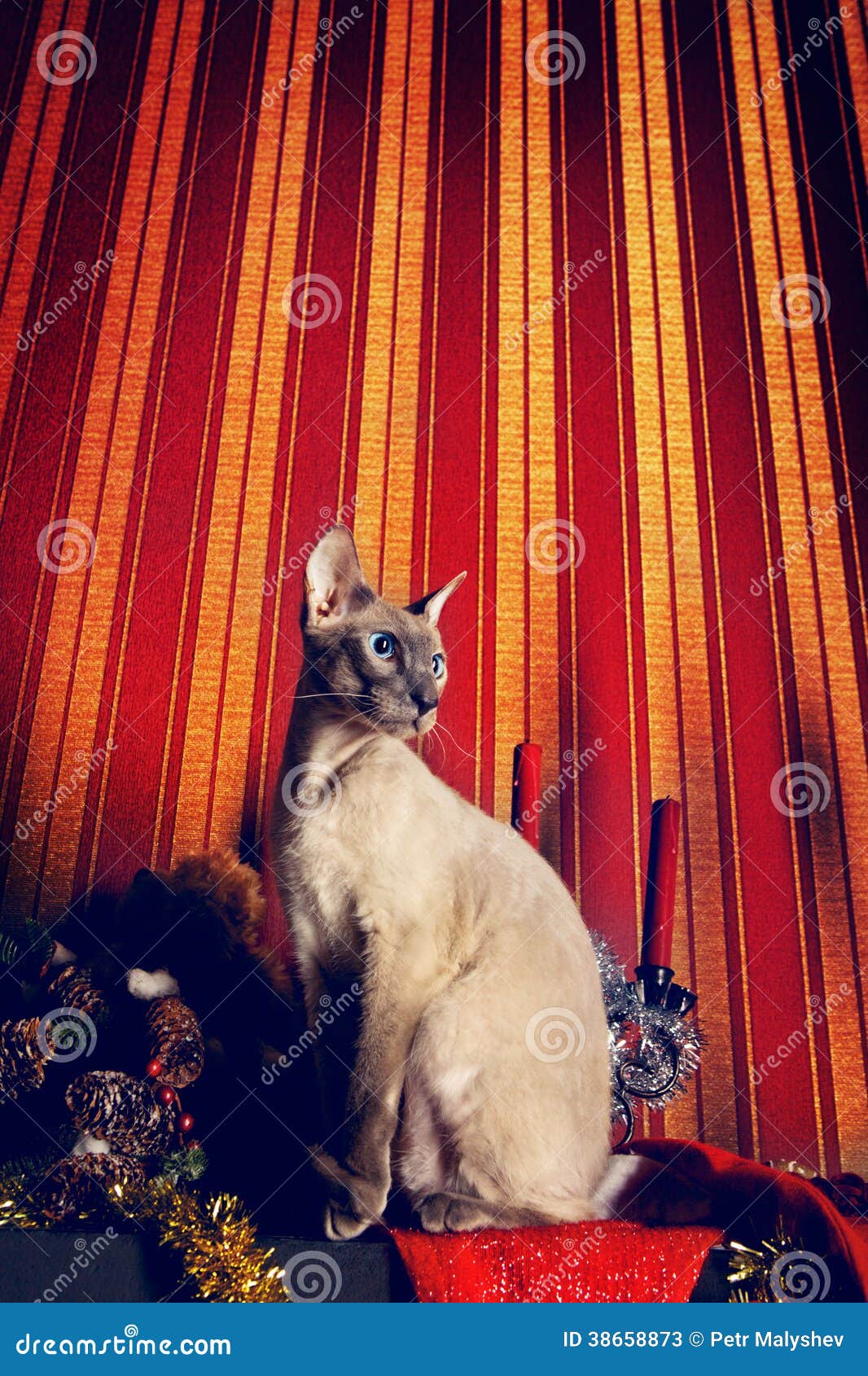 Peterbald Cat stock image. Image of gray, funny, playful - 38658873