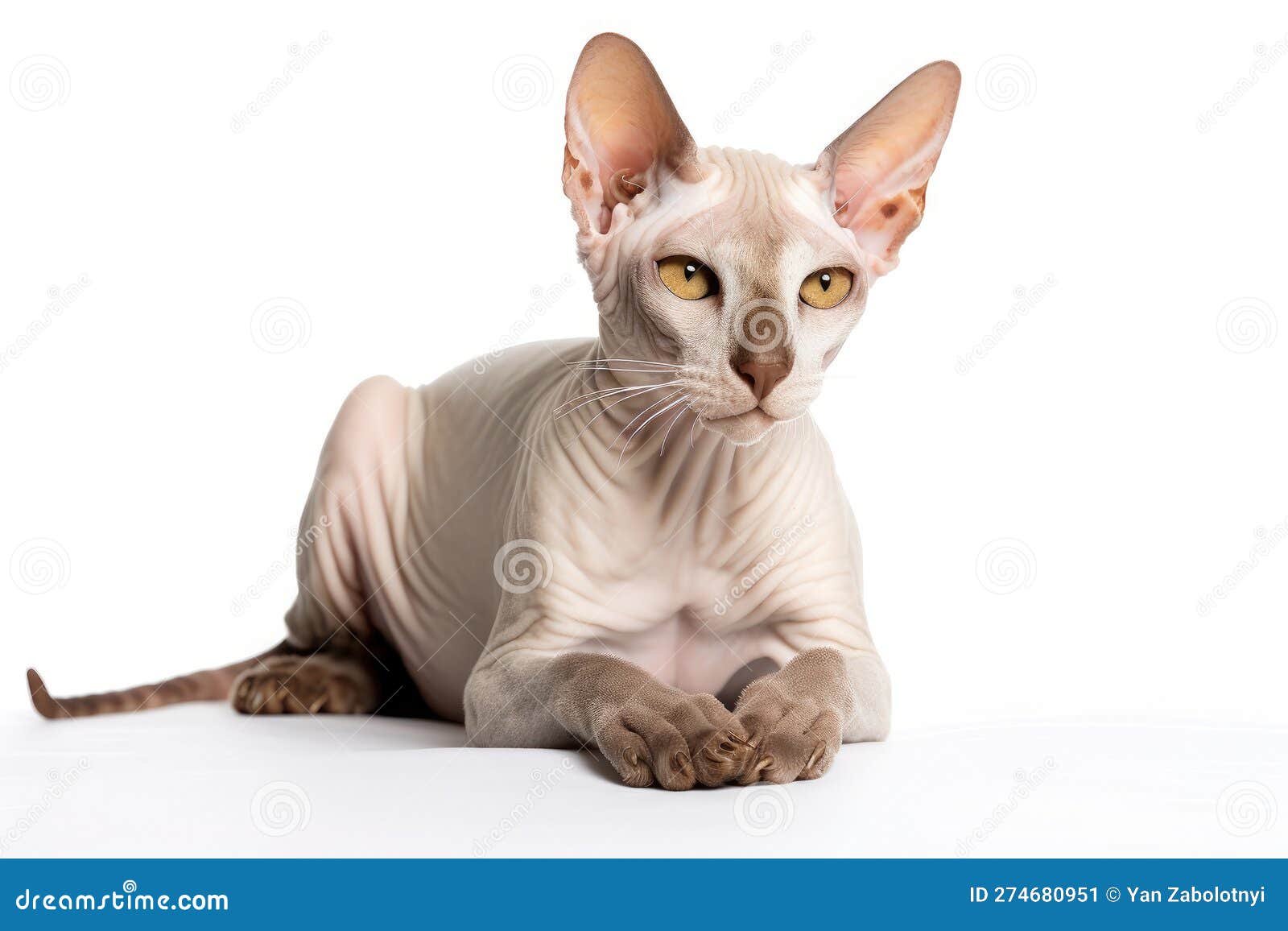 Peterbald Cat, Cat Breed Face Cartoon Flat Icon Design,Peterbald Cat ...