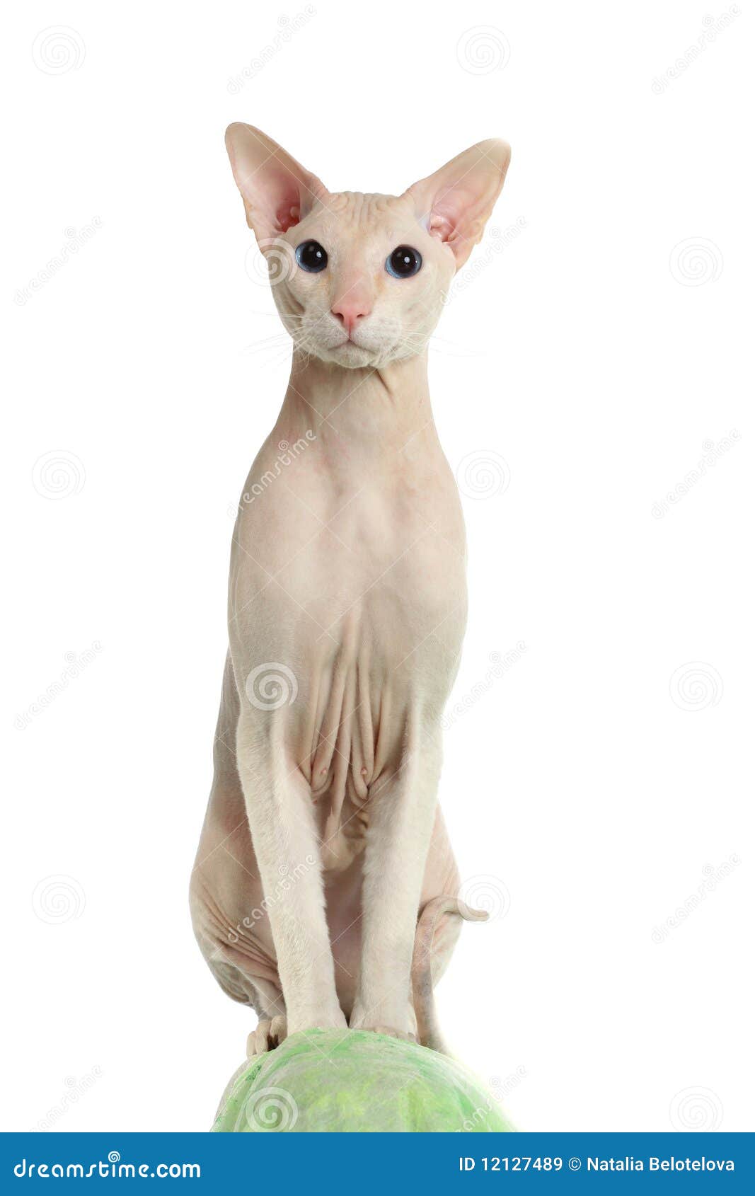 Peterbald hairless cat stock image. Image of white, haired - 12127489