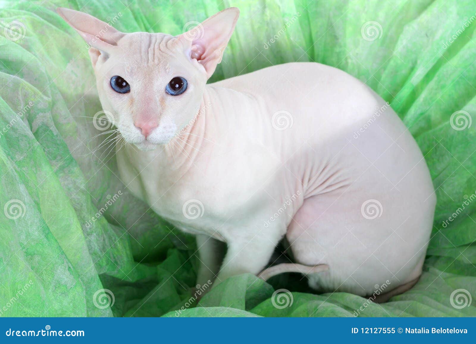 Peterbald hairless cat stock image. Image of male, haired - 12127555
