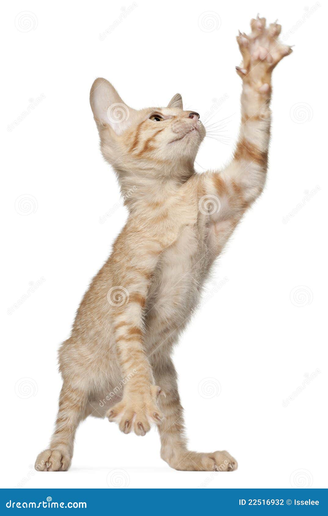 Peterbald Katze, Stehend Vor Weiß Stockfoto - Bild von voll, tatze ...