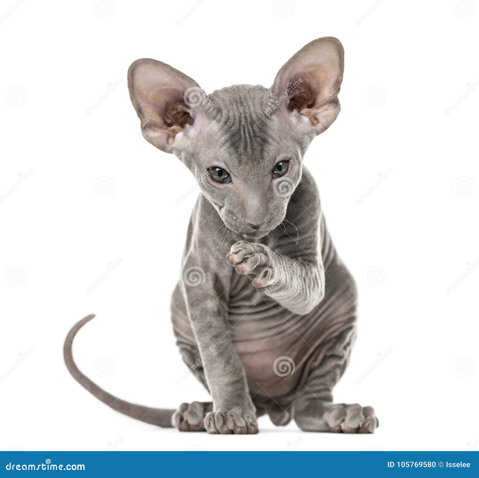 Peterbald Kitten