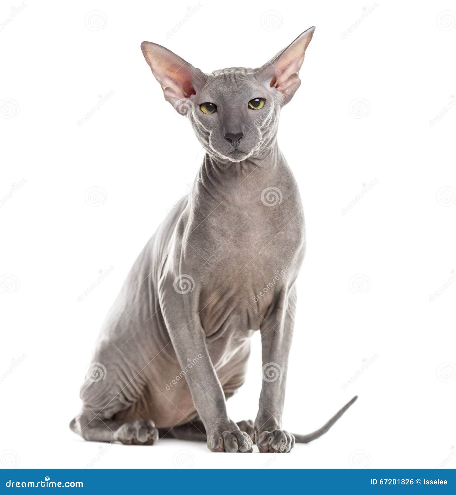 Peterbald Cat On Isolated Black Background Royalty-Free Stock ...
