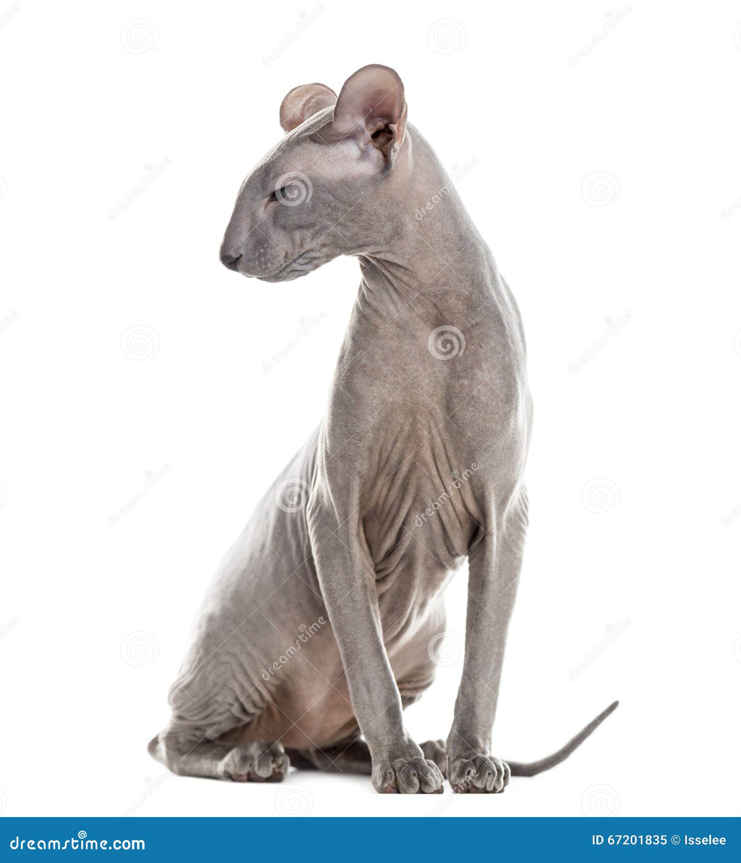 Peterbald Sitting and Looking Away, Isolated on White Stock Image ...