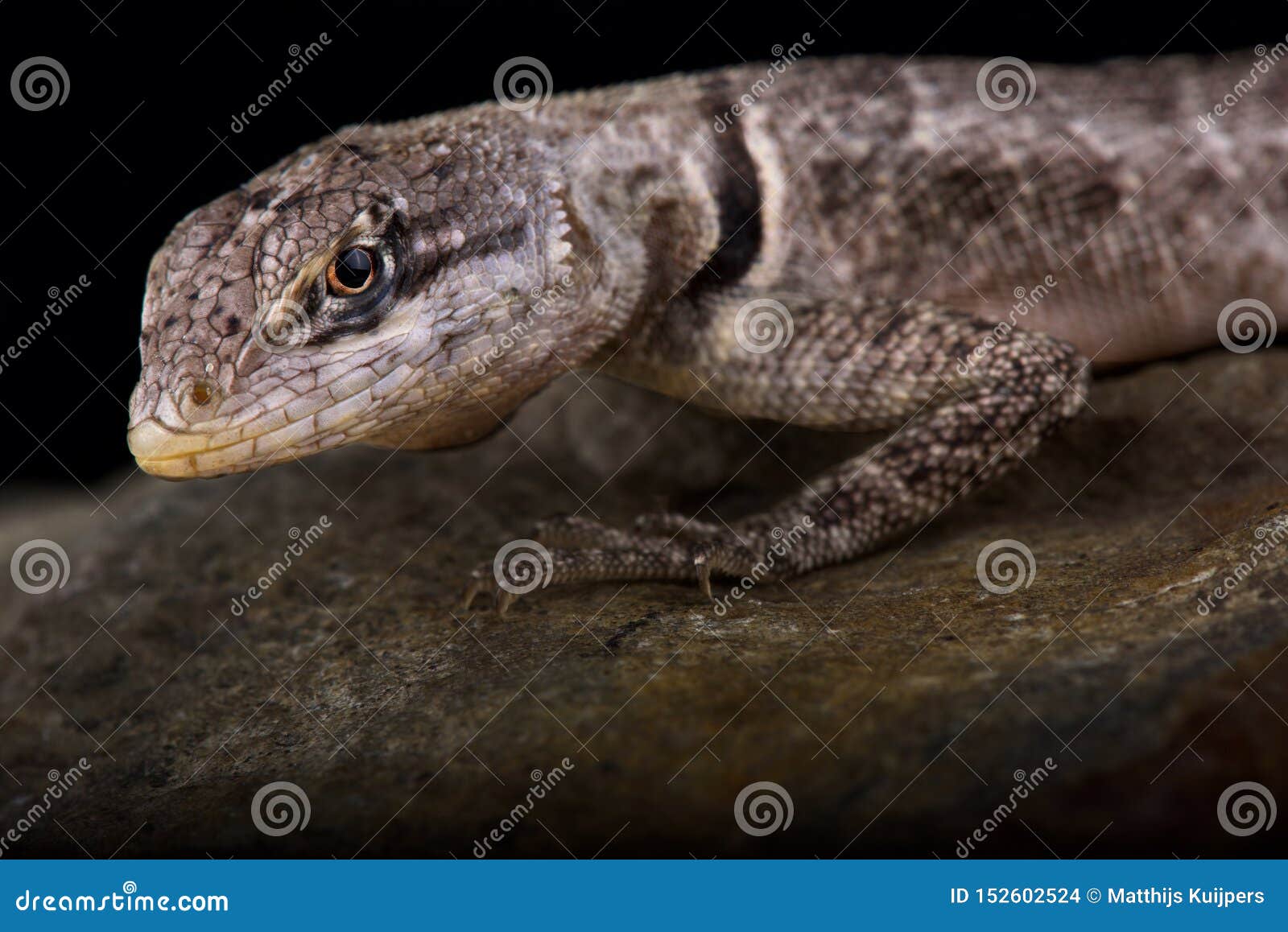Tropidurus Hispidus Stock Photos - Free & Royalty-Free Stock Photos ...