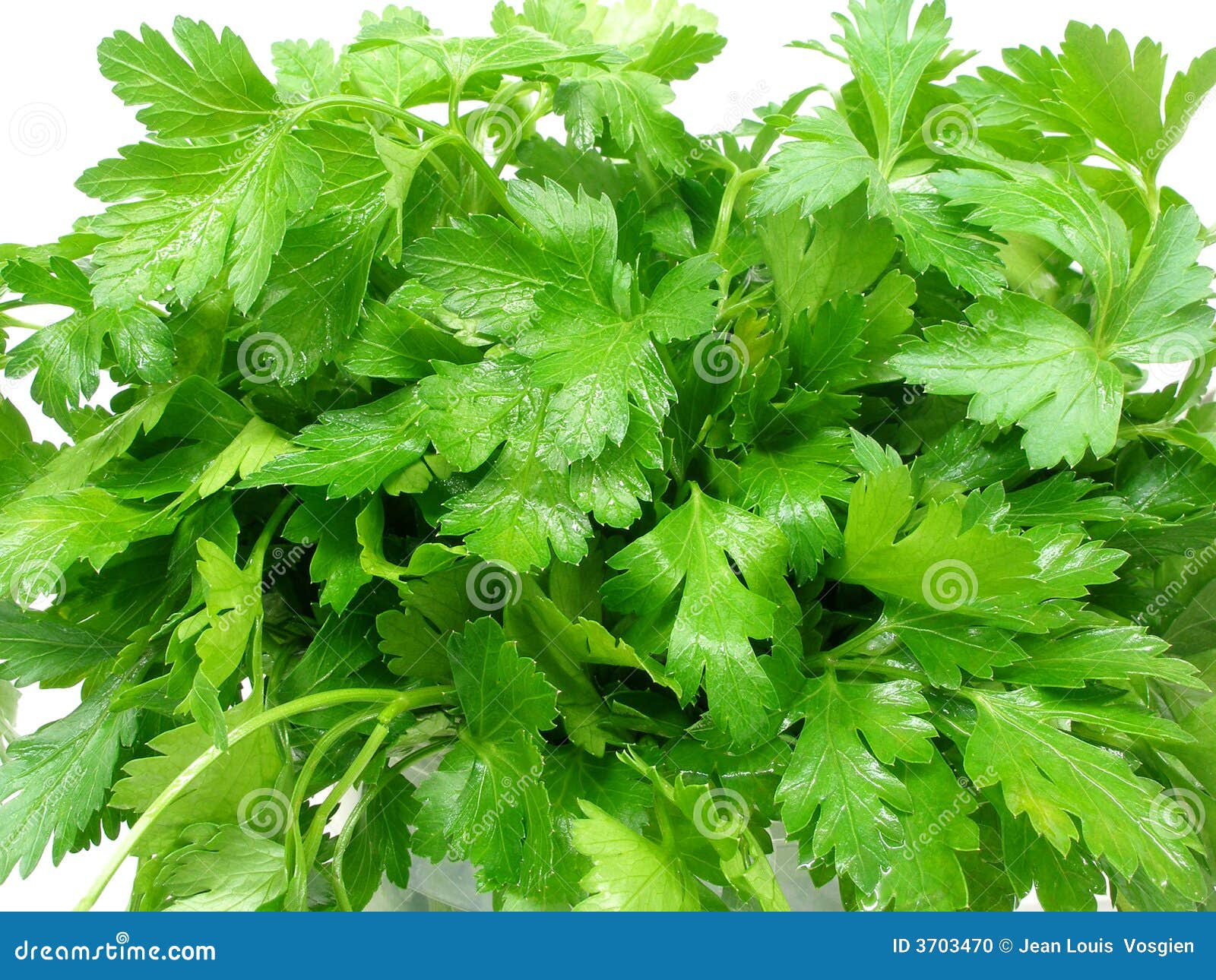 Peterselie stock foto. Image of voedsel, groenten, peterselie - 3703470
