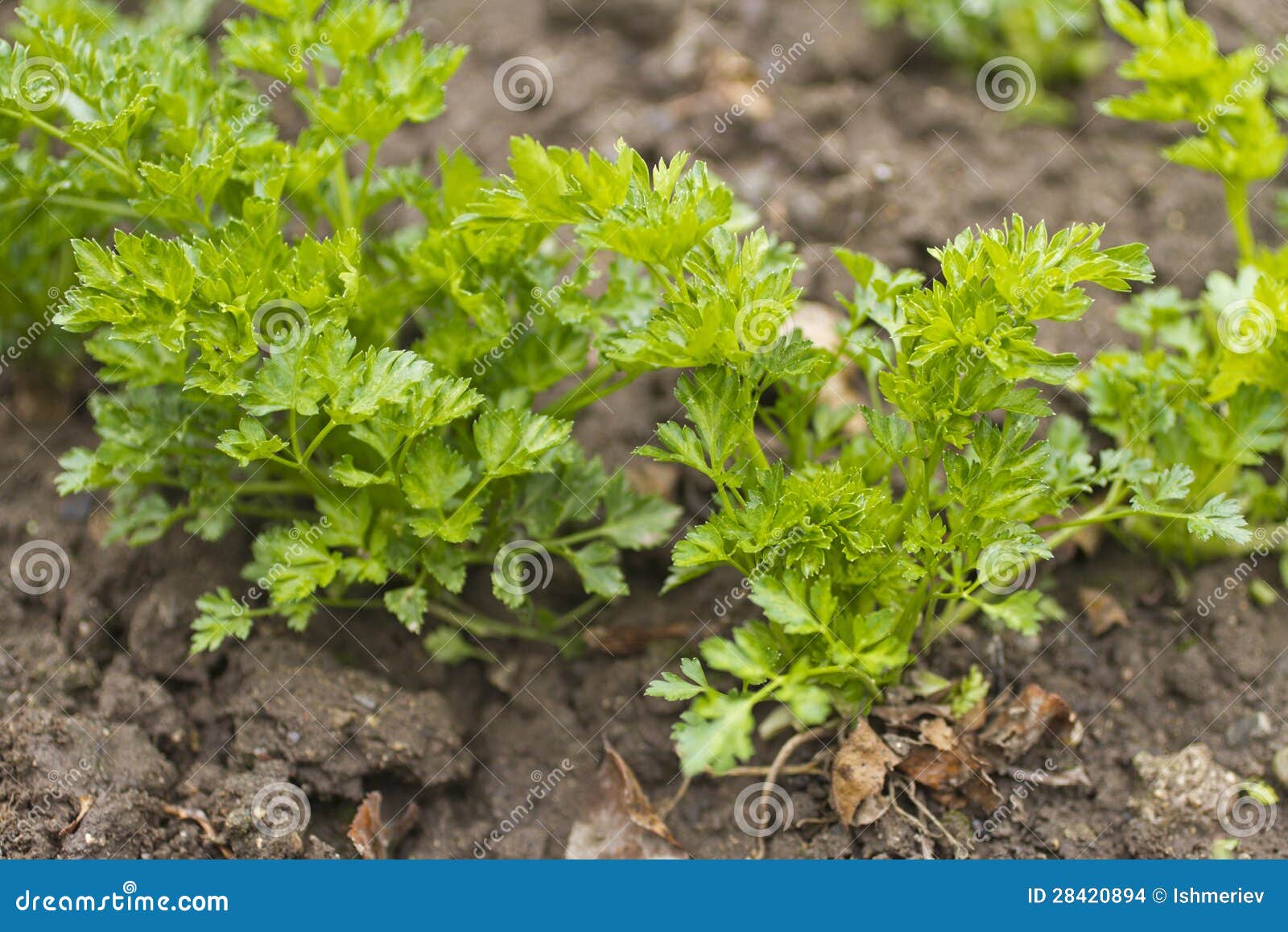 Petersilie stockfoto. Bild von garten, bett, lockig, wachsen - 28420894