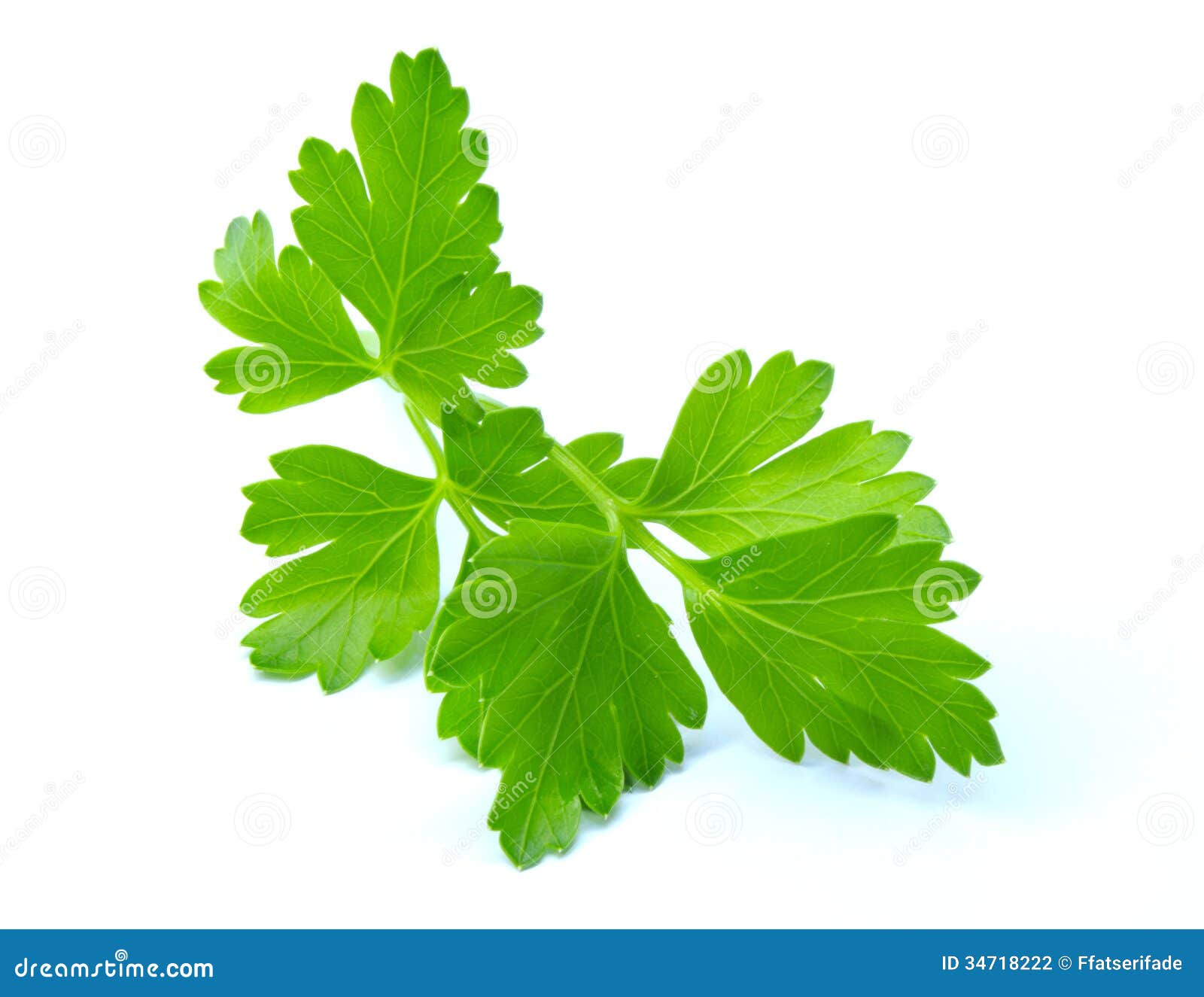 Petersilie 2 stockfoto. Bild von gewürz, betrieb, organisch - 34718222