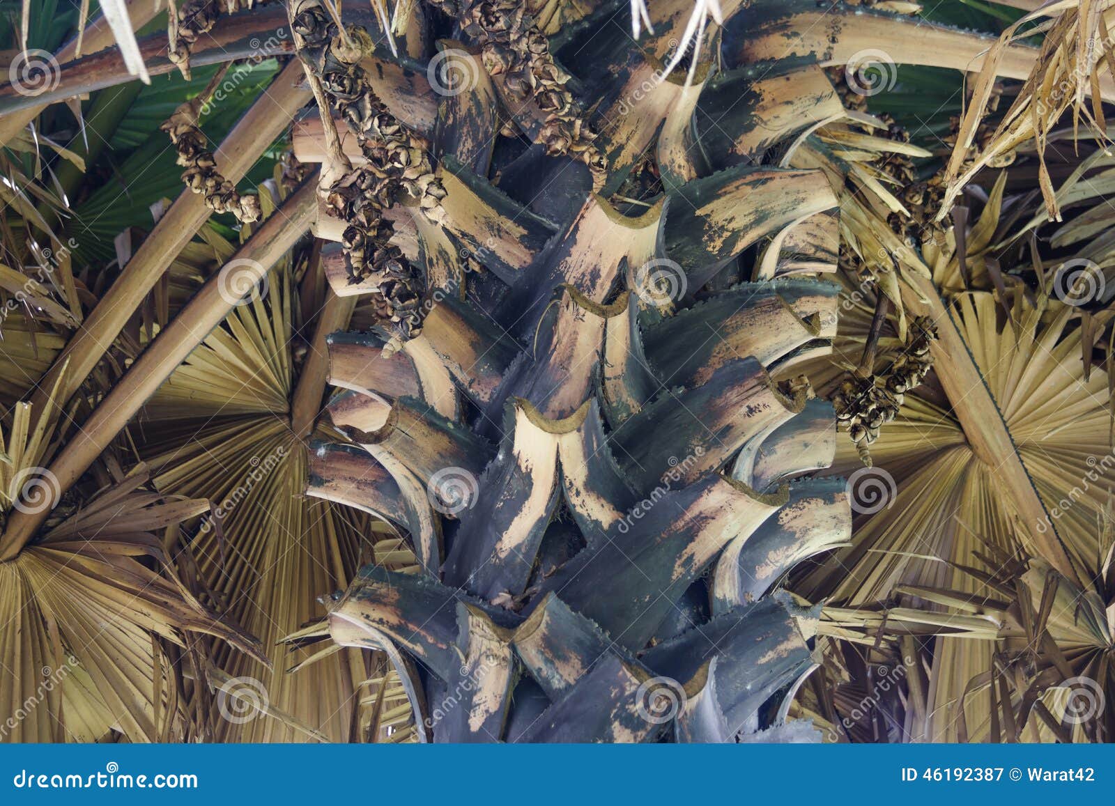 Petiole Pattern Of Palm Tree Stock Image - Image of detail, stem: 46192387