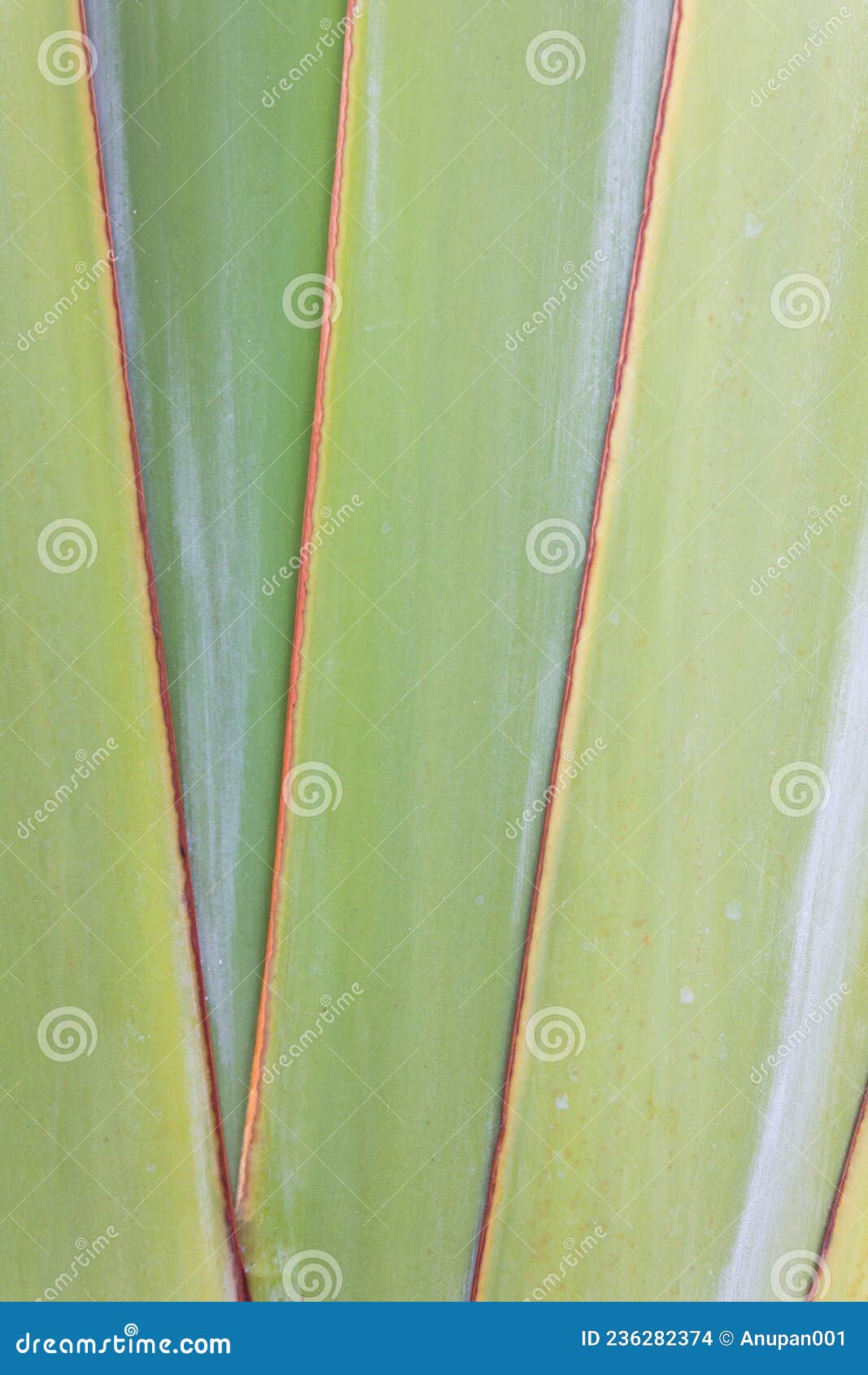 Petiole Pattern of Traveller`s Palm Stock Photo - Image of colorful ...