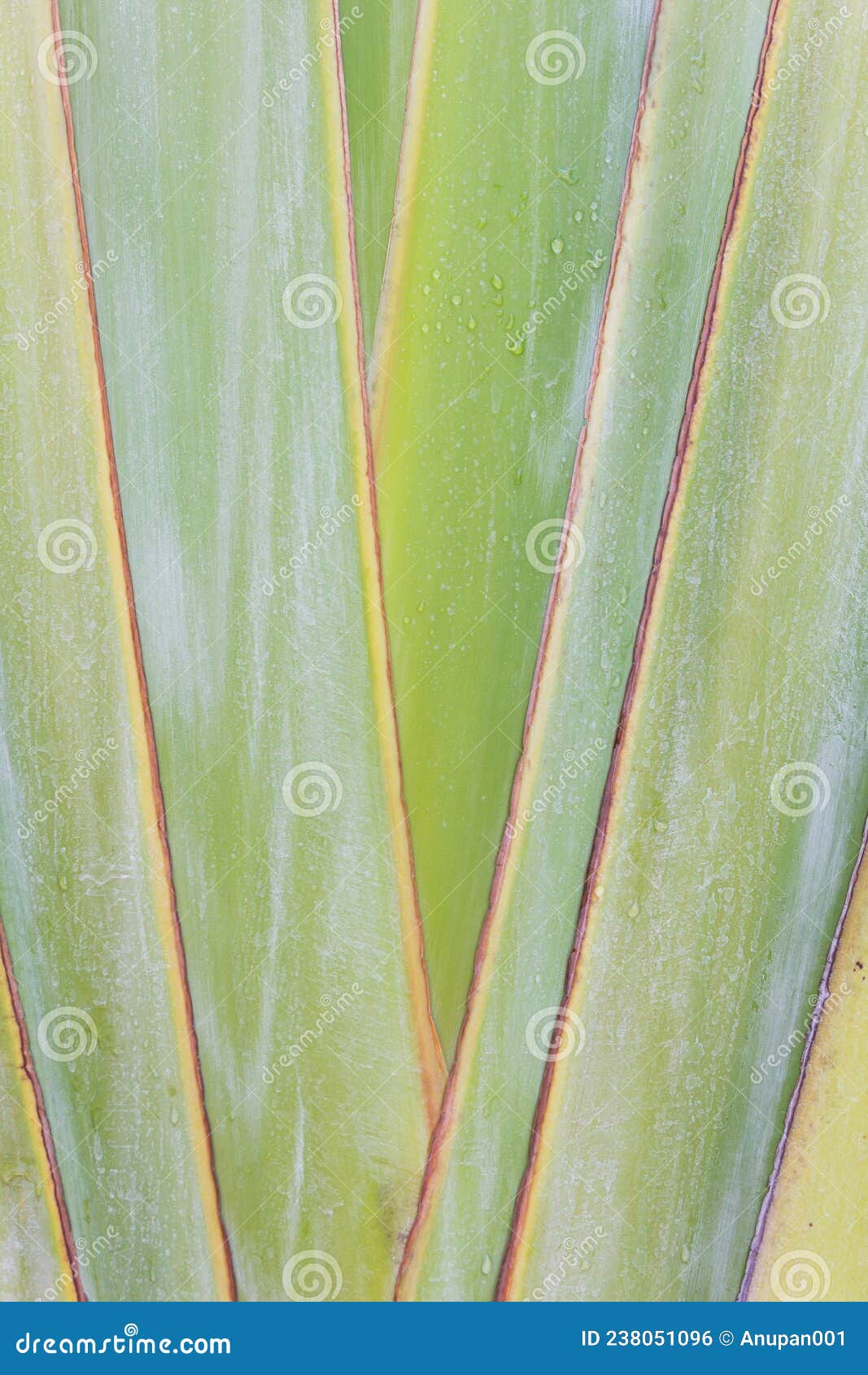 Petiole Pattern of Traveller`s Palm Stock Photo - Image of musaceae ...