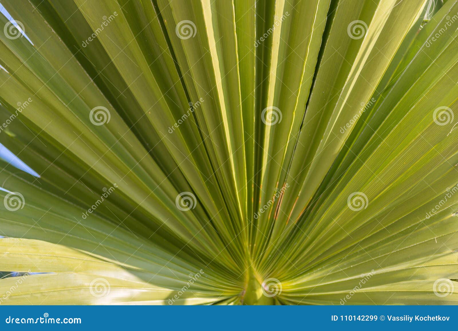 Petiole Pattern of Traveller`s Palm and Leaf Stock Image - Image of ...