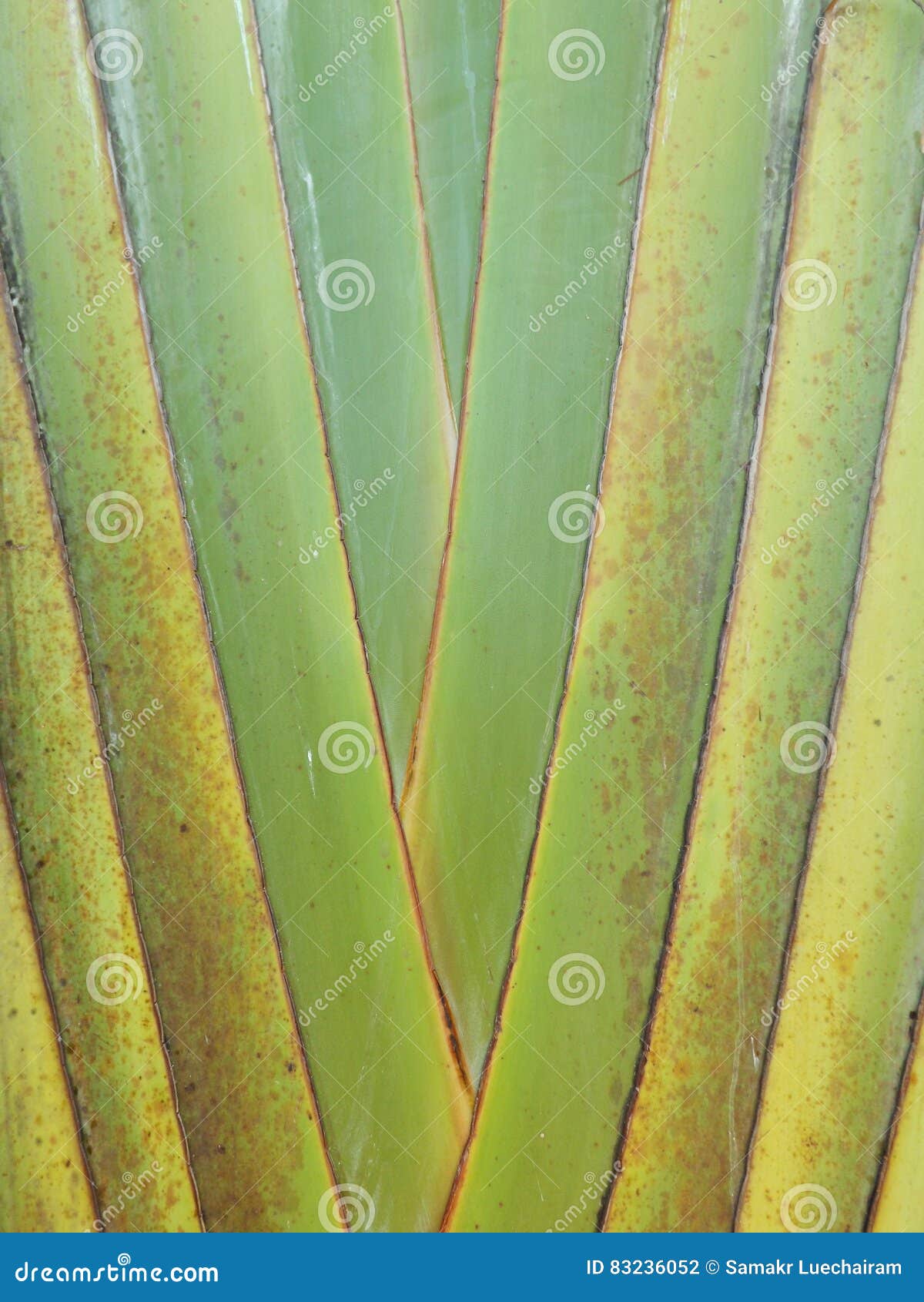 Petiole Pattern of Traveller`s Palm Stock Photo - Image of petiole ...