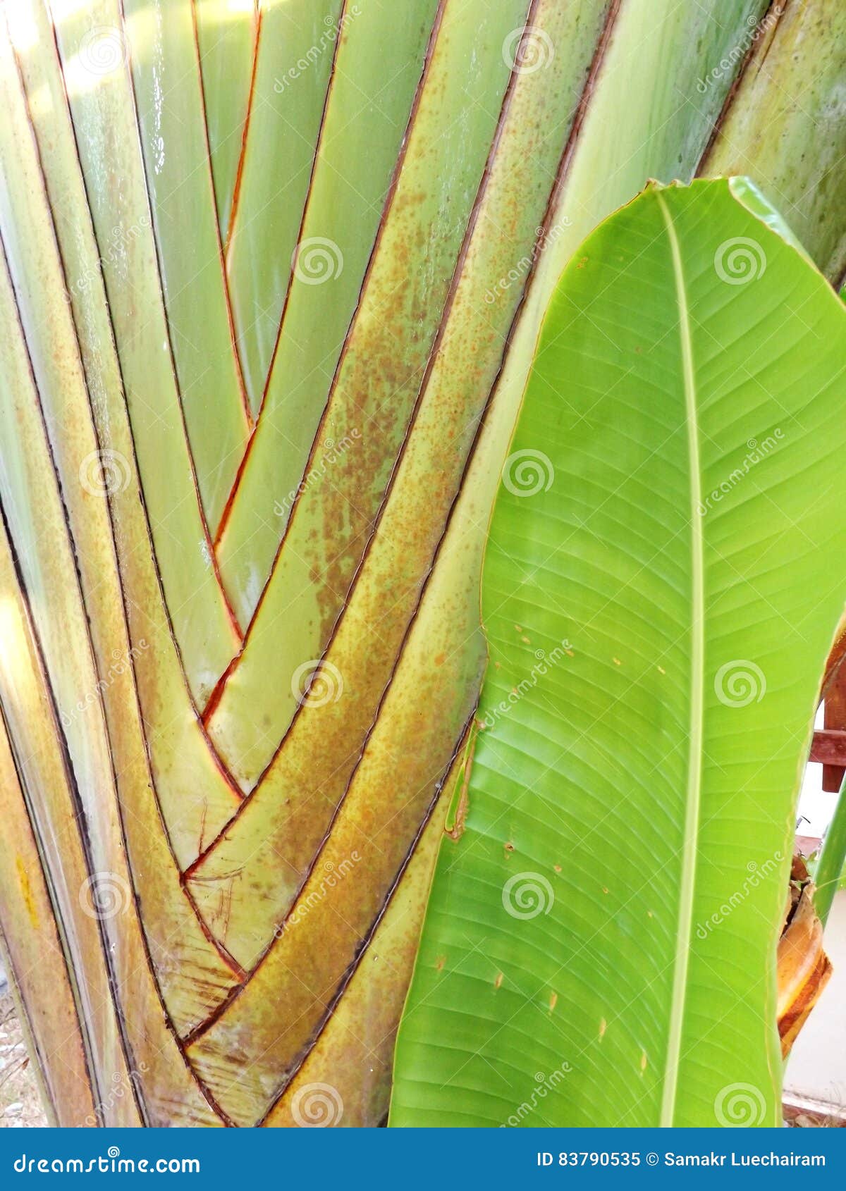 Petiole Pattern of Traveller`s Palm Stock Image - Image of traveller ...