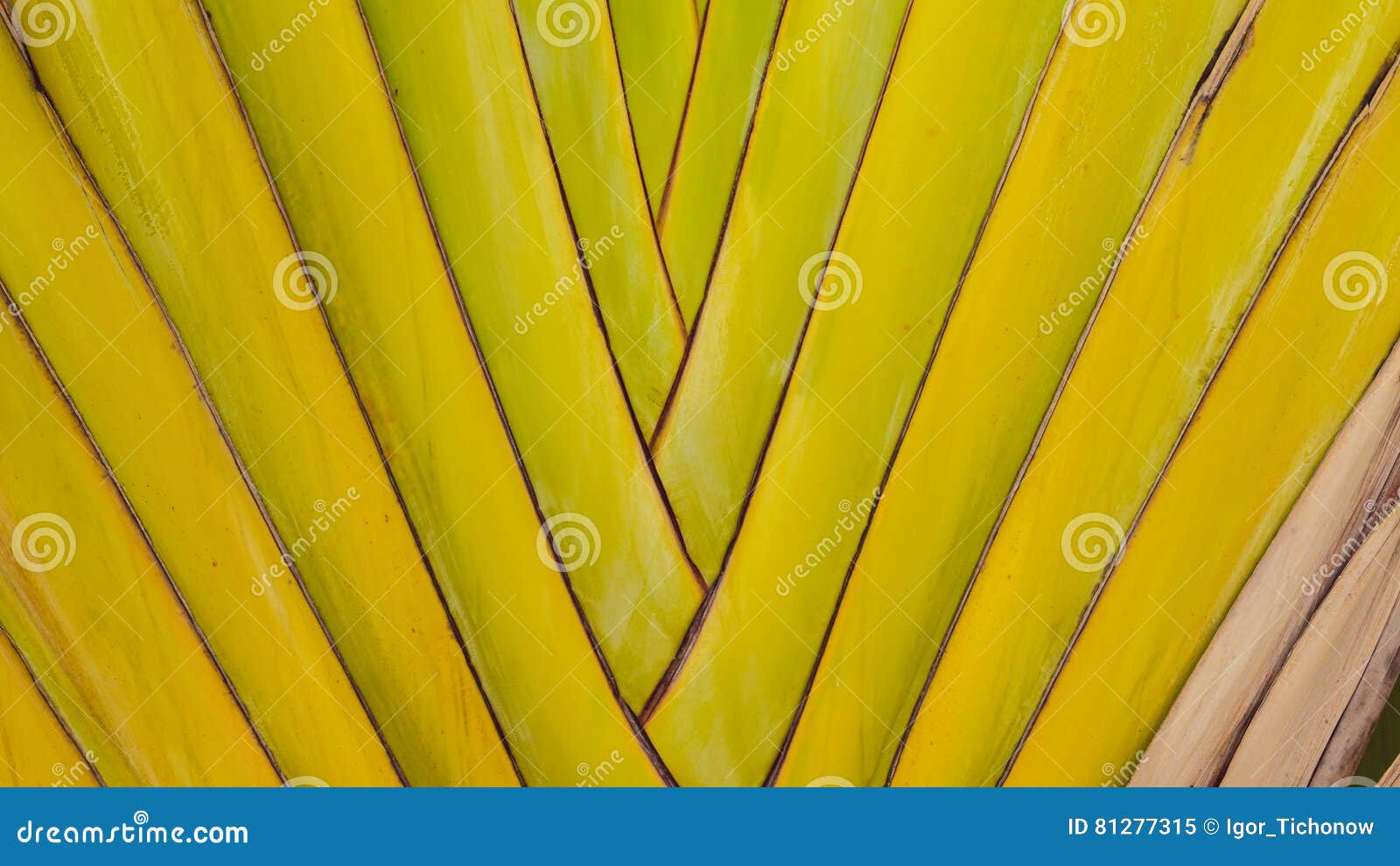 Petiole Pattern of Traveller`s Palm Leaves Stock Image - Image of ...