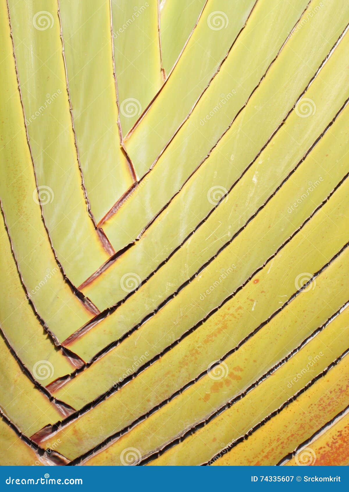 Petiole Pattern of Traveller S Palm Stock Image - Image of tropical ...