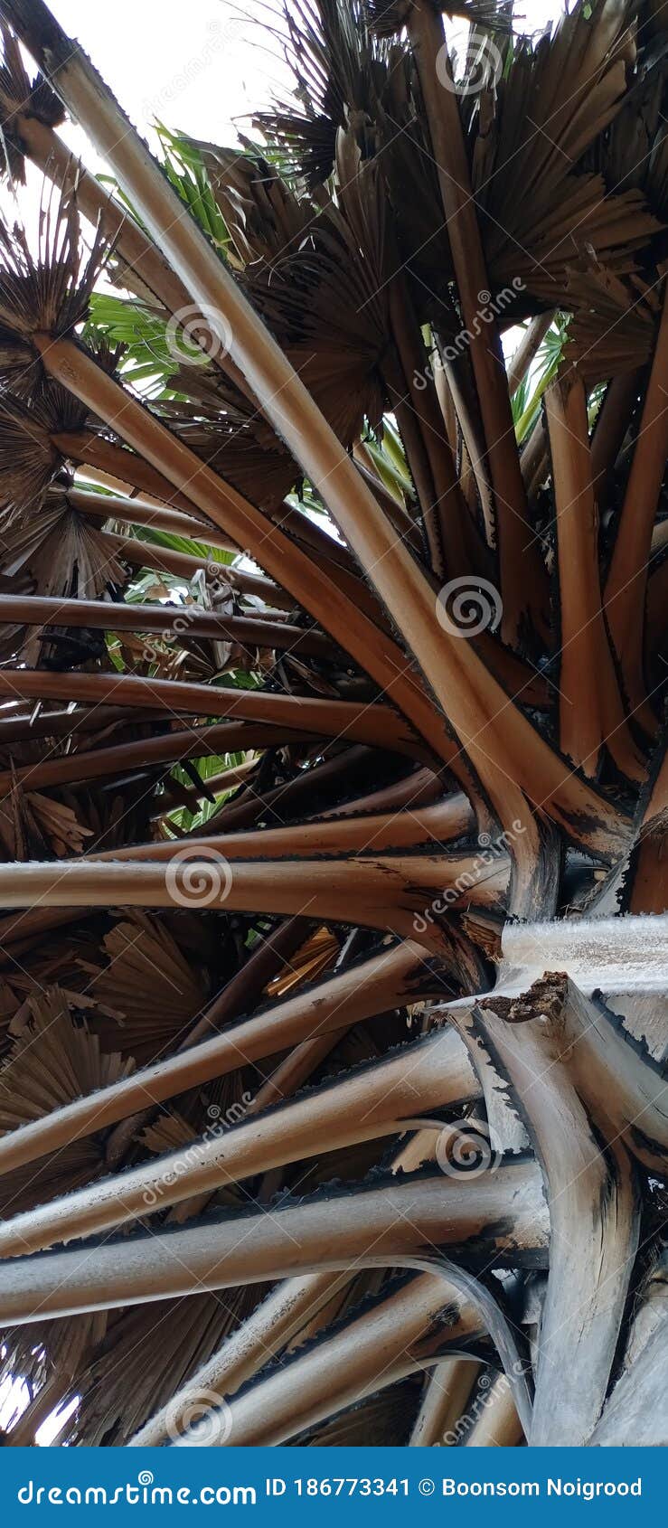 Petioles of sugar palm stock image. Image of surgar - 186773341