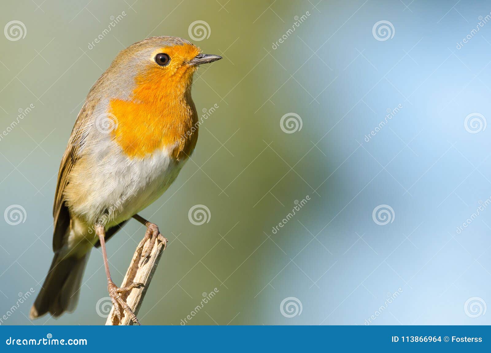 Petirrojo fotografia stock. Immagine di testo, europa - 113866964