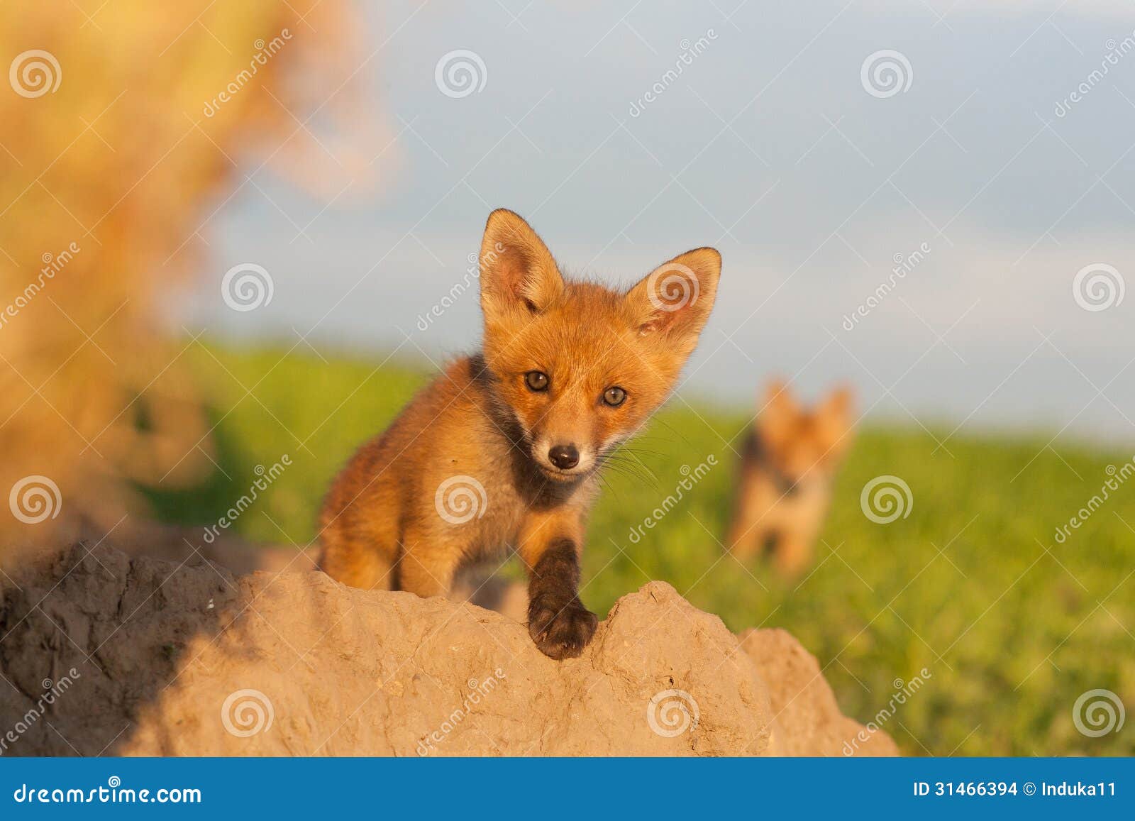Petit Animal Curieux De Renard Photo stock - Image du renard, vert ...