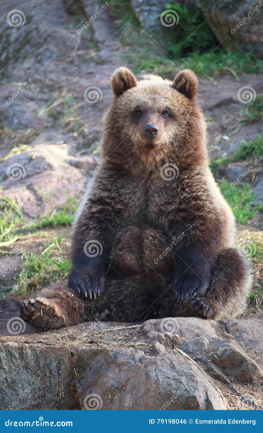Petit Animal D'ours De Brown Photo stock - Image du herbe, journal ...
