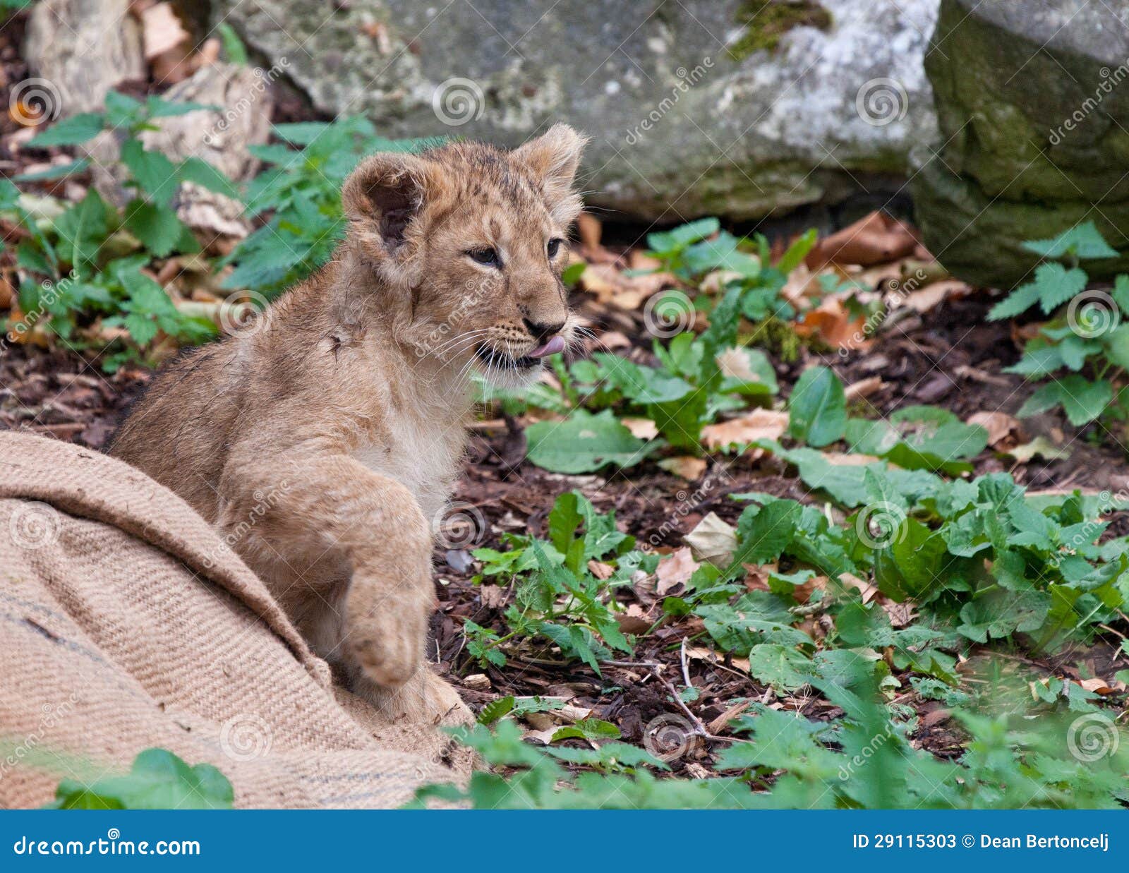 Petit animal de lion image stock. Image du horizontal - 29115303