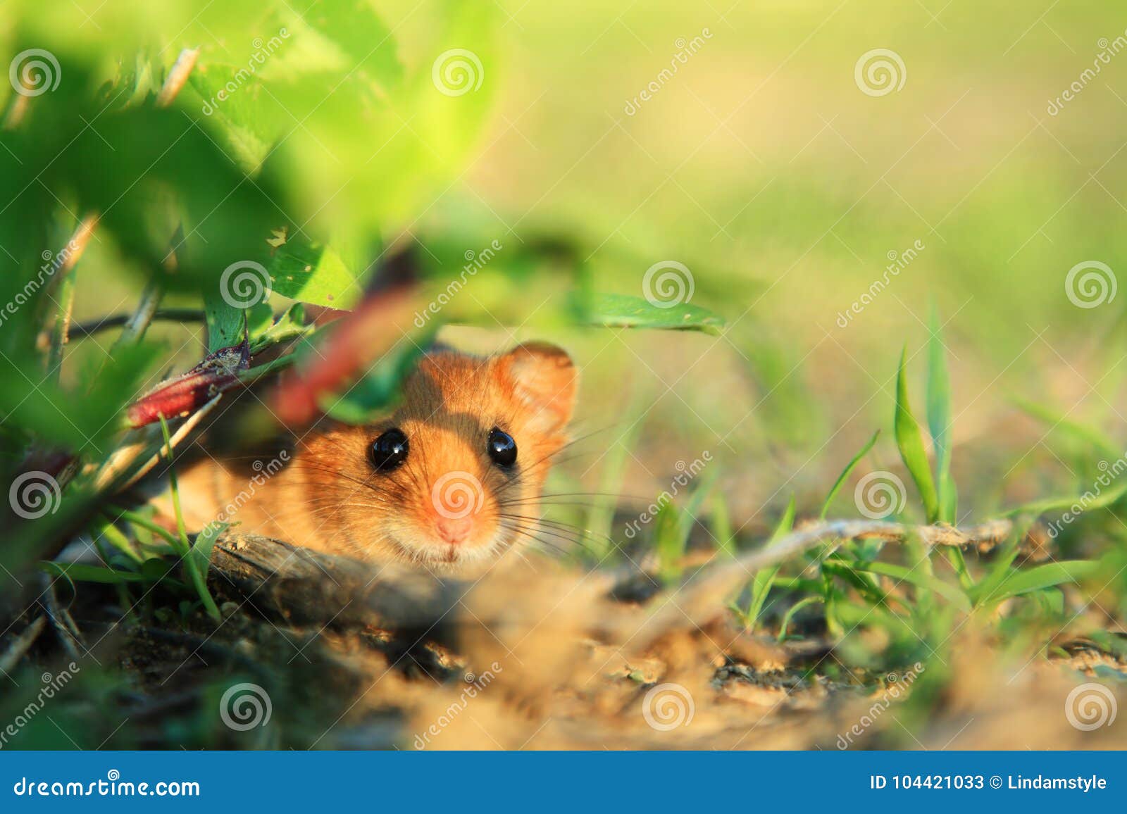 Petit Animal Mignon Timide En Nature Image stock - Image du mignon ...