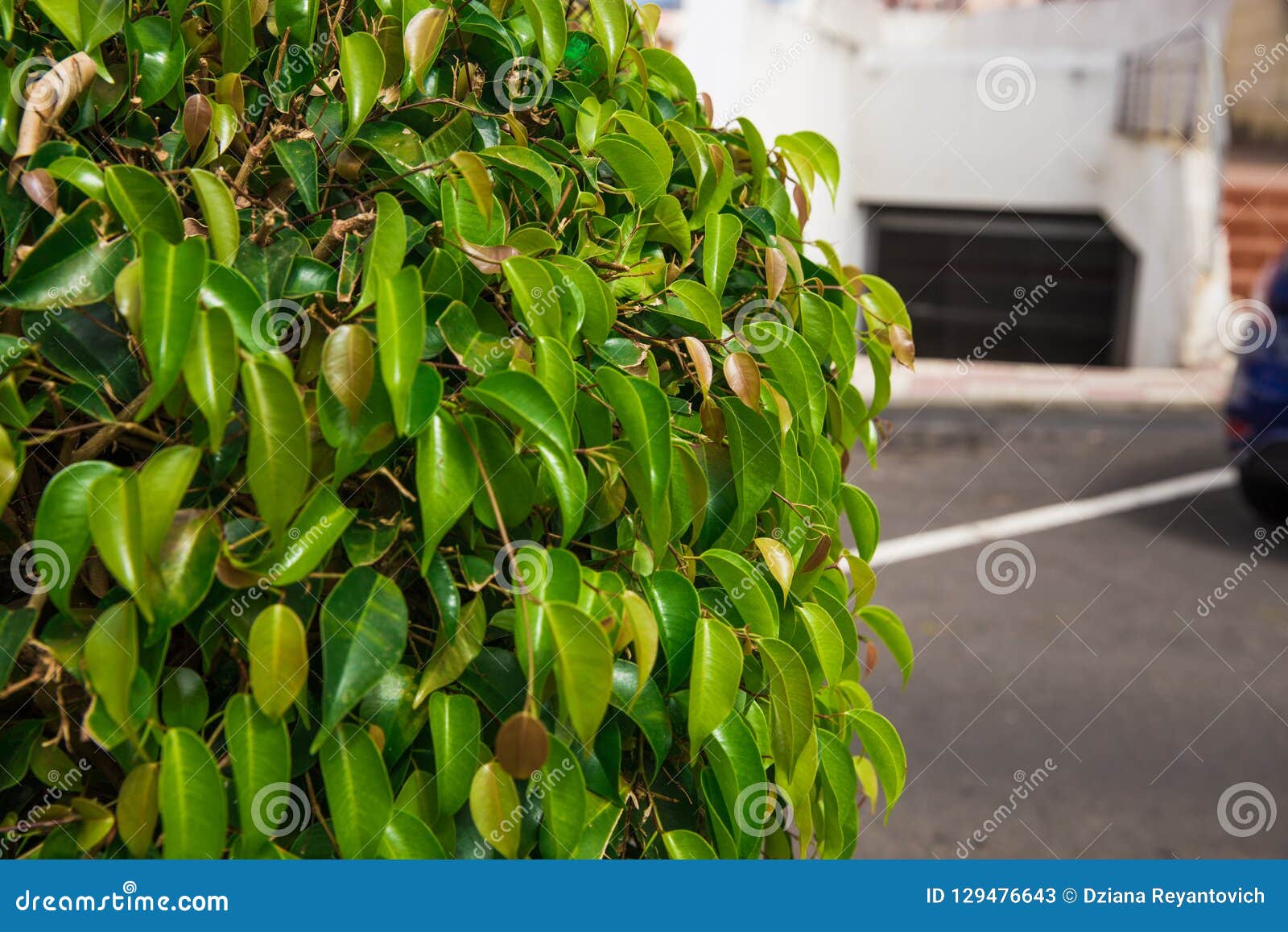 Petit Arbre Buisson Vert Avec De Petites Feuilles Arbuste Couvert De ...