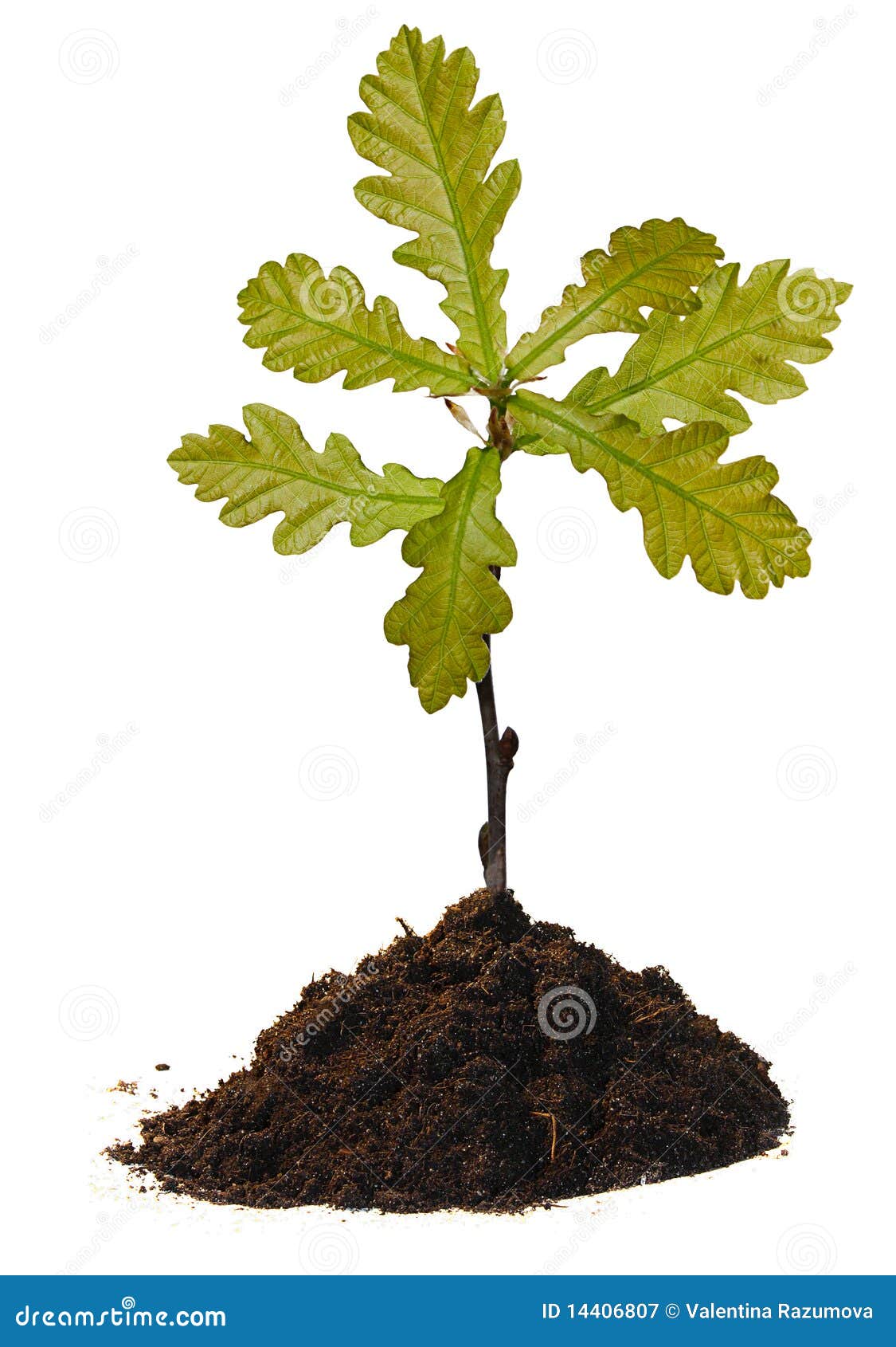 Petit arbre de chêne image stock. Image du vert, saleté - 14406807