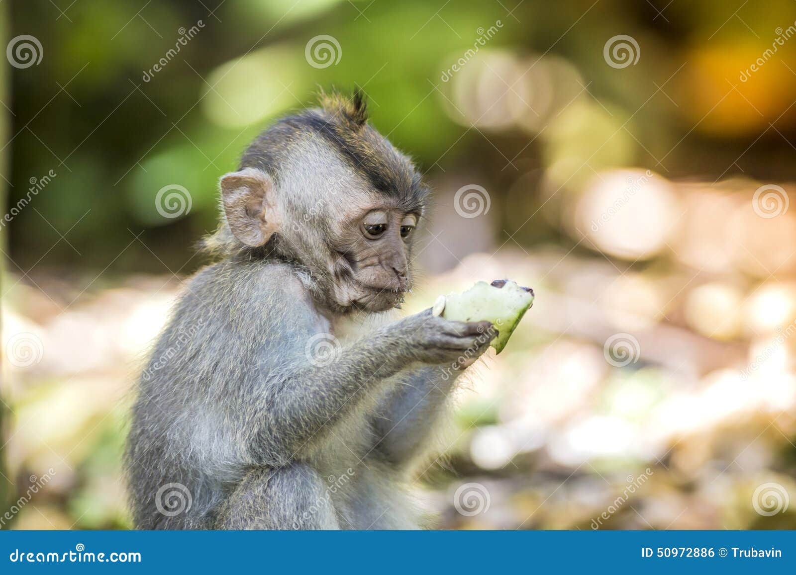 Petit bébé-singe photo stock. Image du visage, indonésie - 50972886