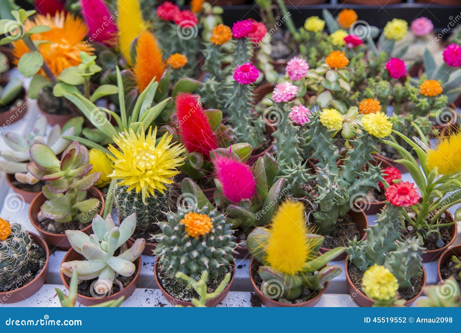 Petit cactus fleuri photo stock. Image du stationnement - 45519552