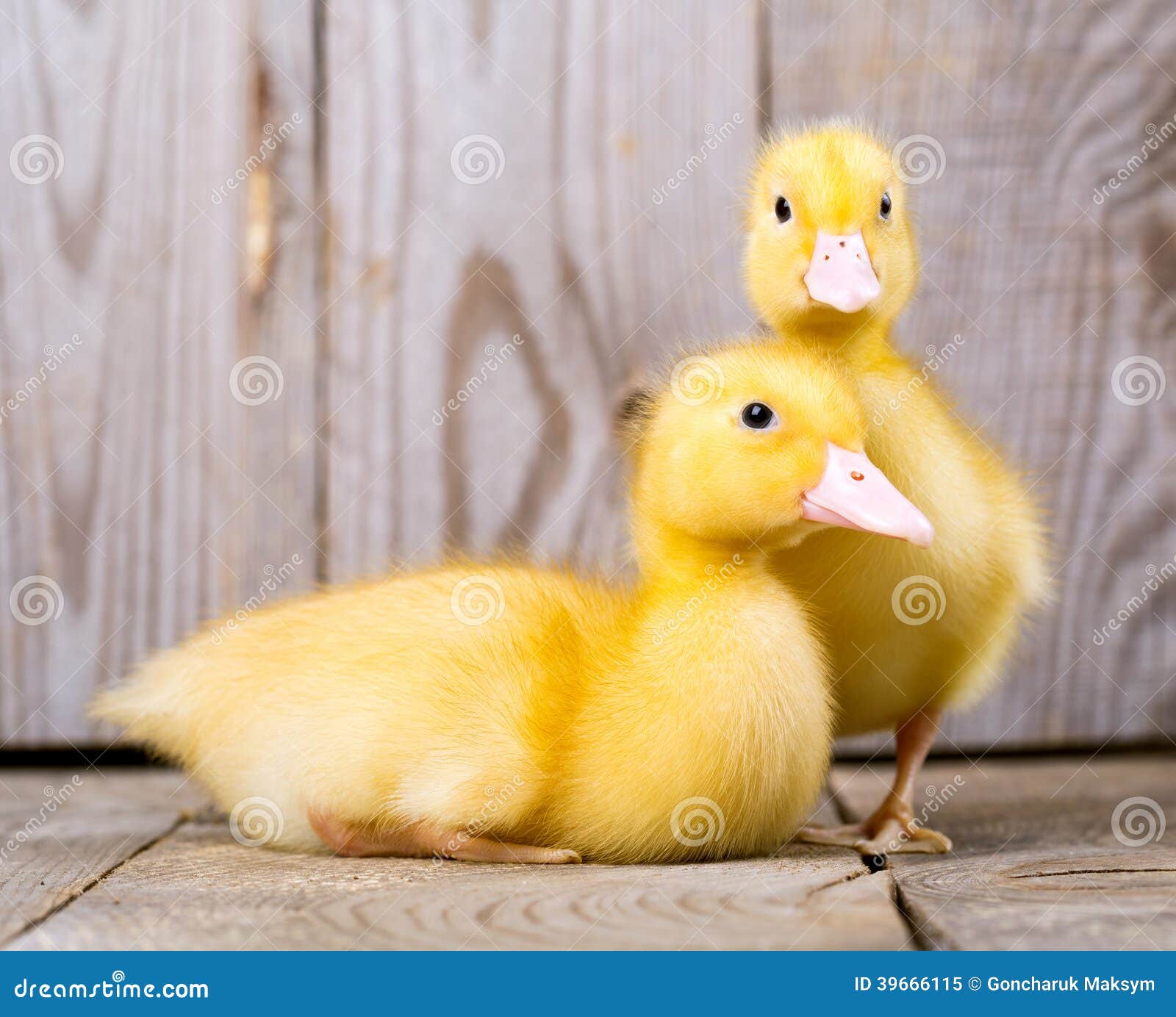 Petit caneton jaune image stock. Image du mignon, jaune - 39666115