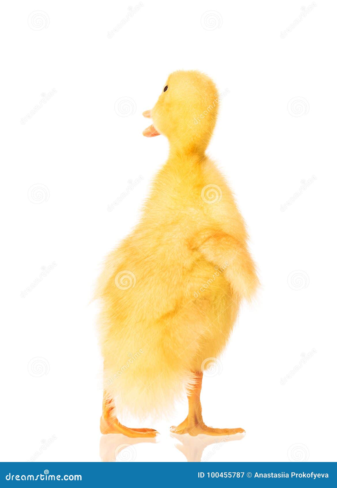 Petit caneton mignon image stock. Image du turbine, coupure - 100455787