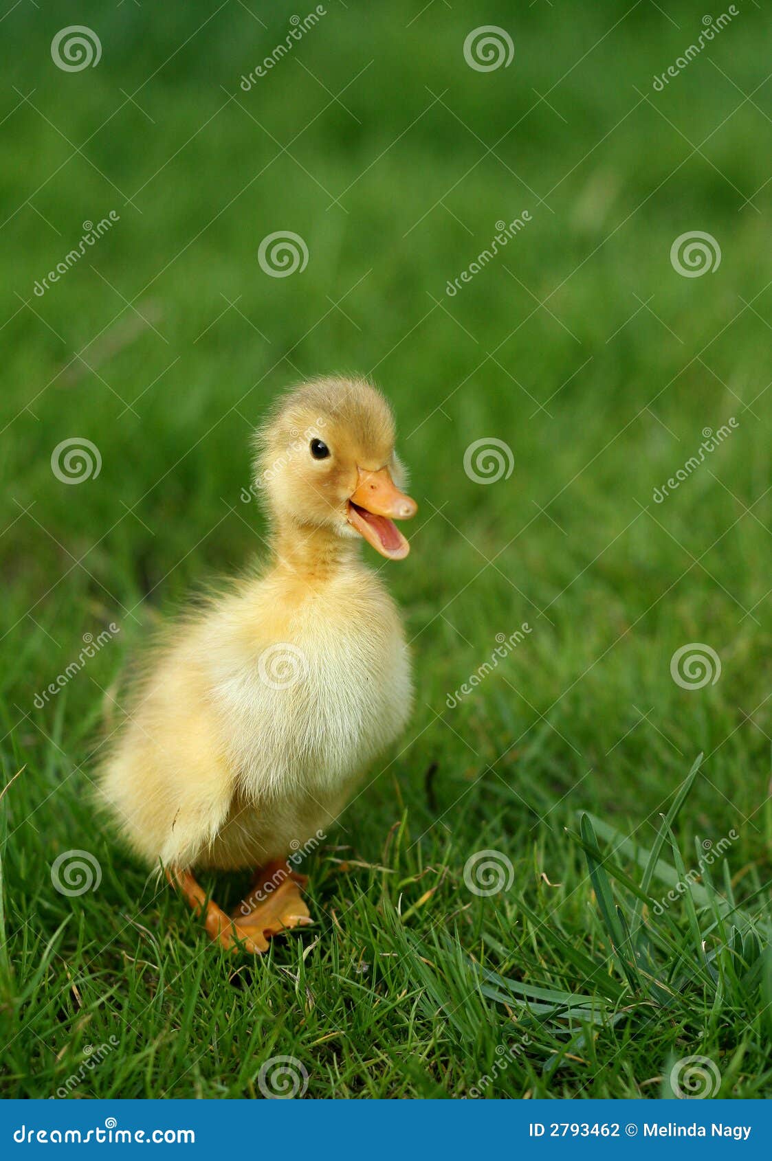 Petit caneton mignon photo stock. Image du volaille, accroissement ...