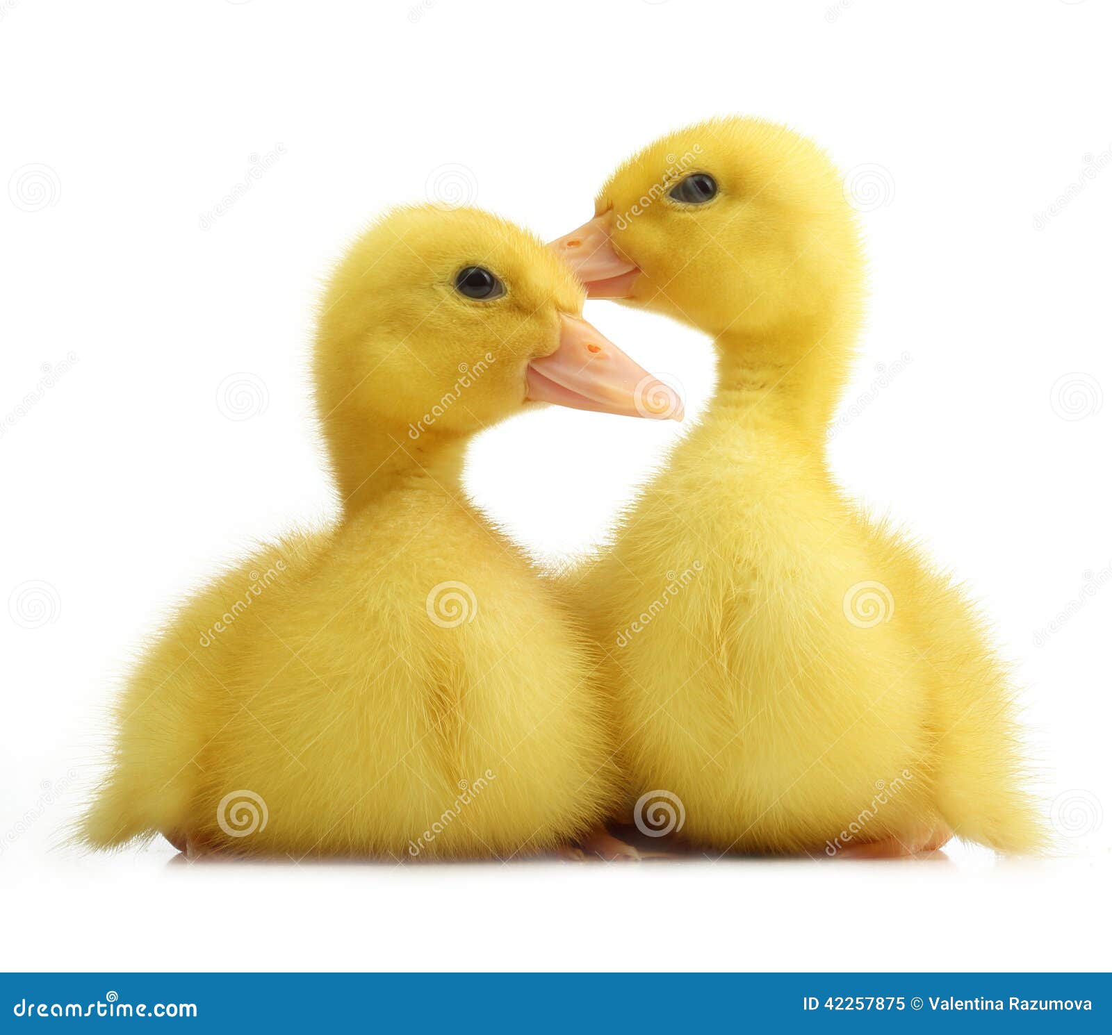 Petit caneton mignon image stock. Image du oeuf, domestique - 42257875