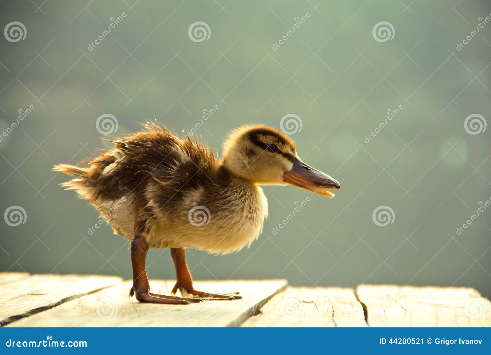 Petit caneton mignon image stock. Image du petit, doux - 44200521