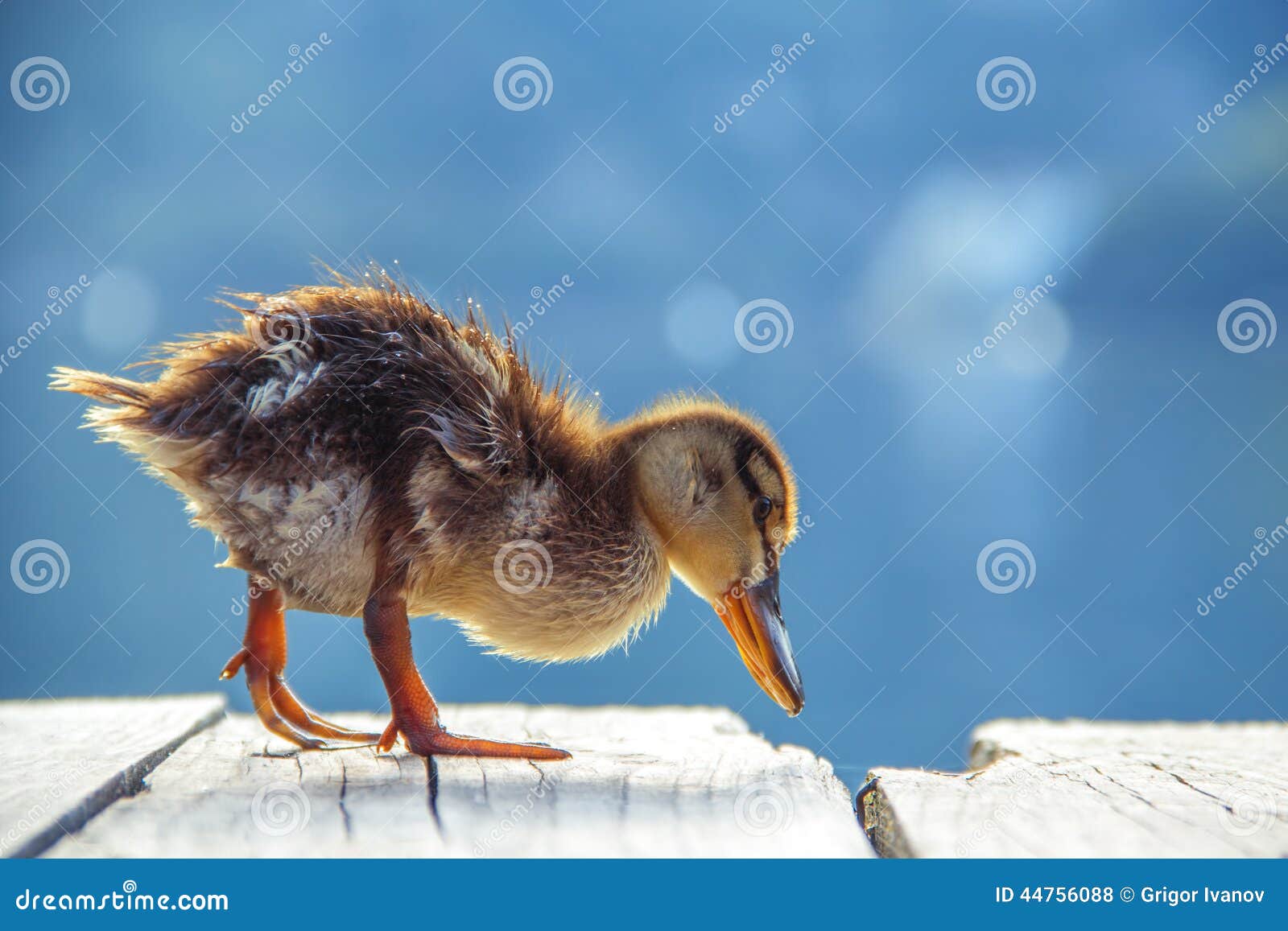 Petit caneton mignon photo stock. Image du canard, jaune - 44756088