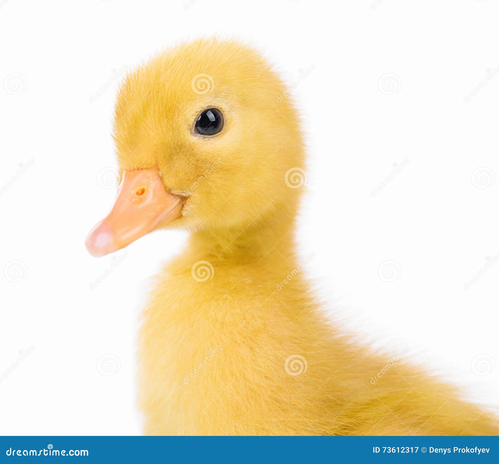 Petit caneton mignon image stock. Image du domestique - 73612317