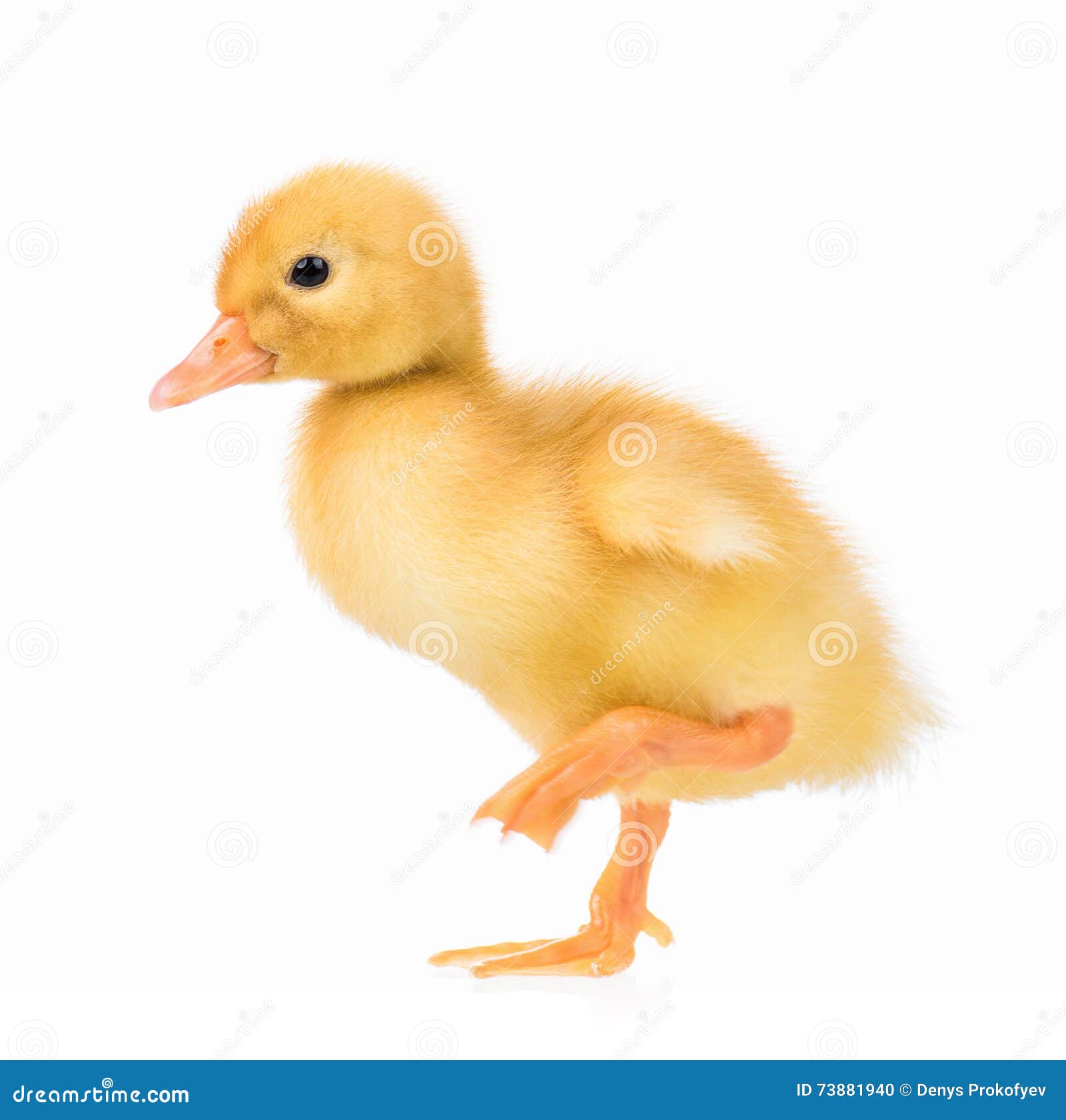 Petit caneton mignon photo stock. Image du beau, nature - 73881940