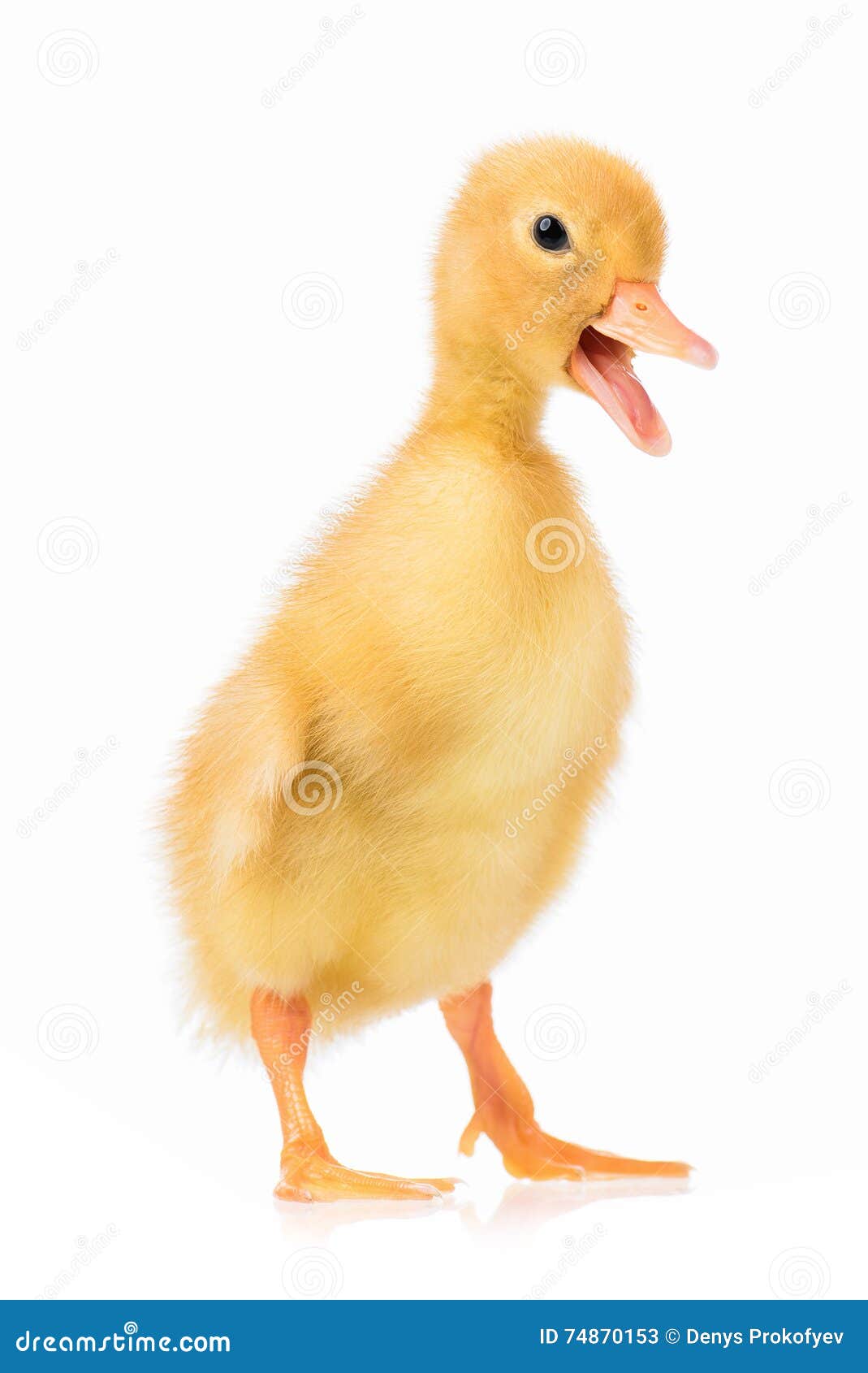 Petit caneton mignon image stock. Image du duckies, canard - 74870153