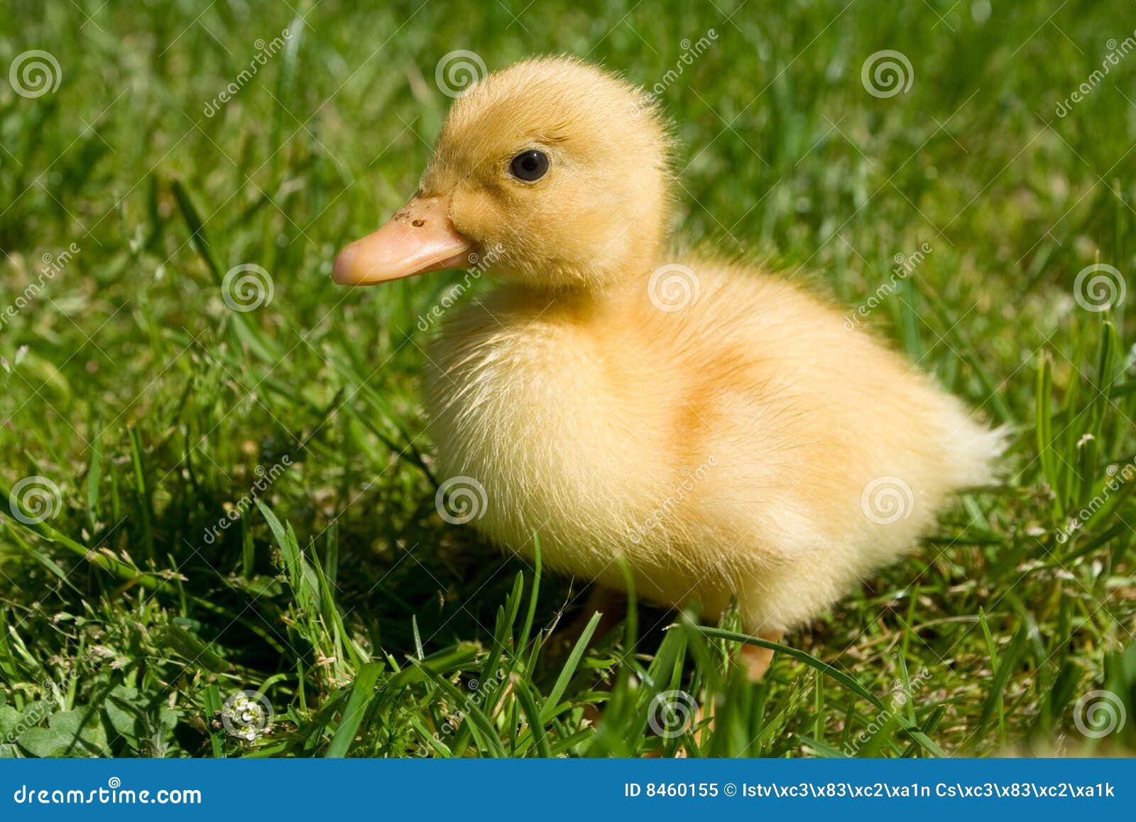 Petit Caneton Mignon Photo libre de droits - Image: 8460155