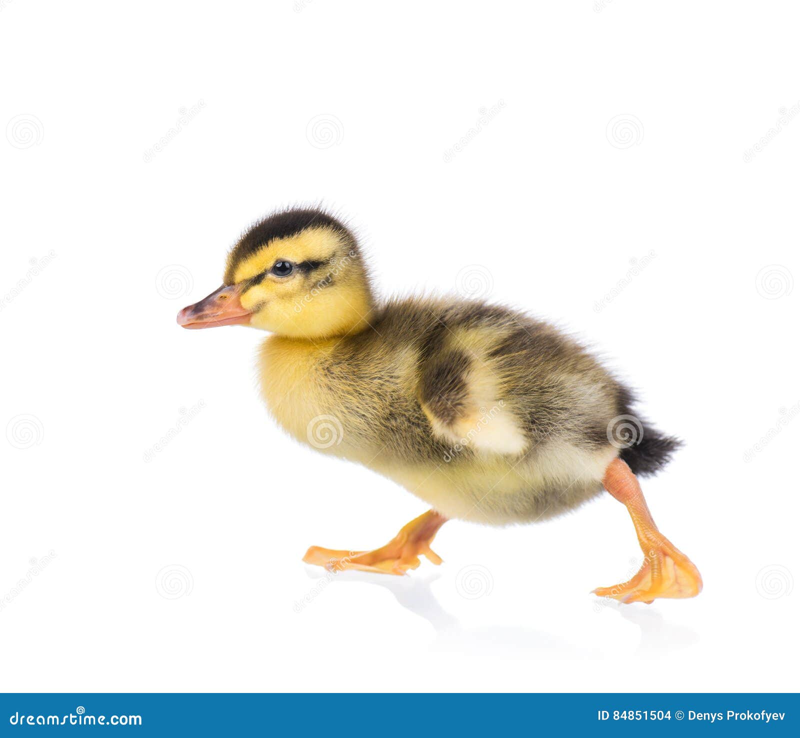 Petit caneton mignon photo stock. Image du oison, volaille - 84851504