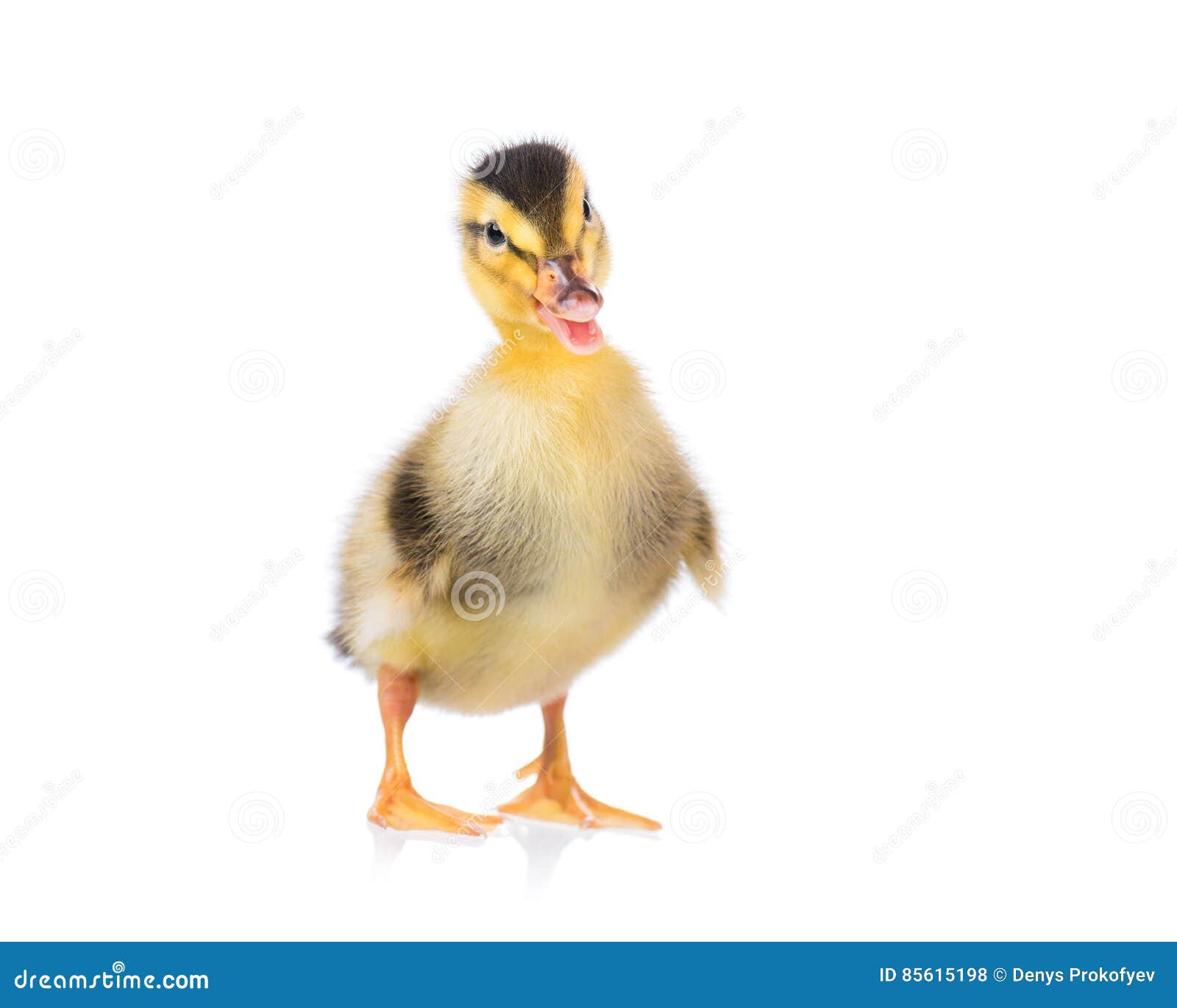 Petit caneton mignon photo stock. Image du beau, neuf - 85615198