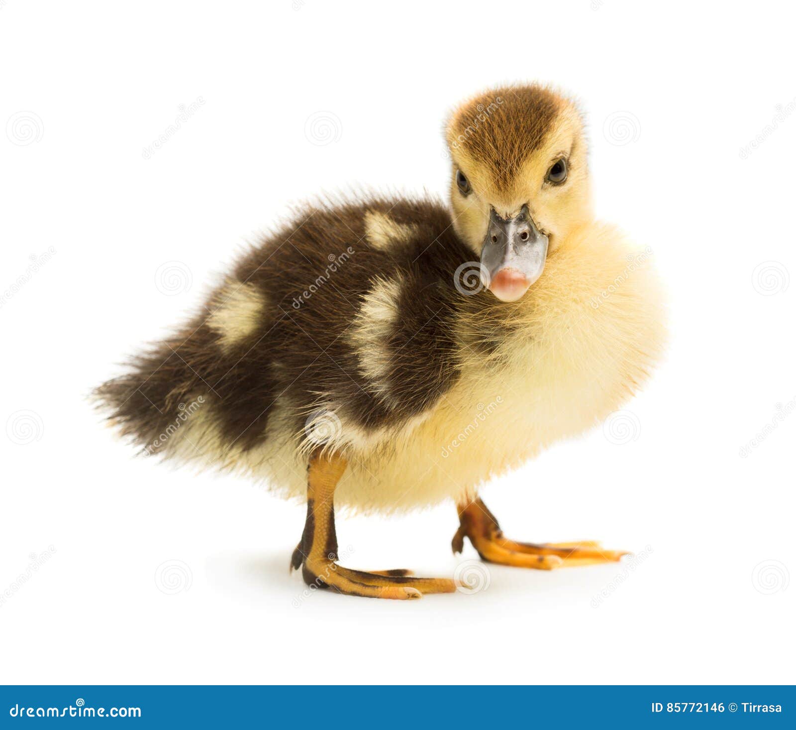 Petit caneton mignon photo stock. Image du pieds, down - 85772146