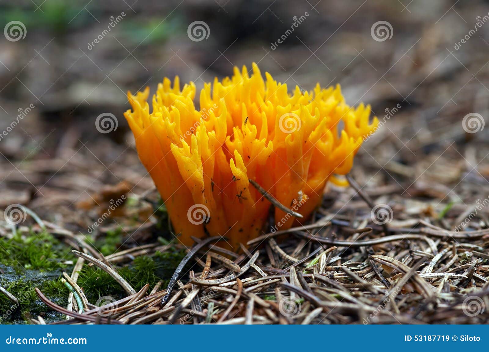 Petit Champignon De Couche De Corail Image stock - Image du mycologie ...