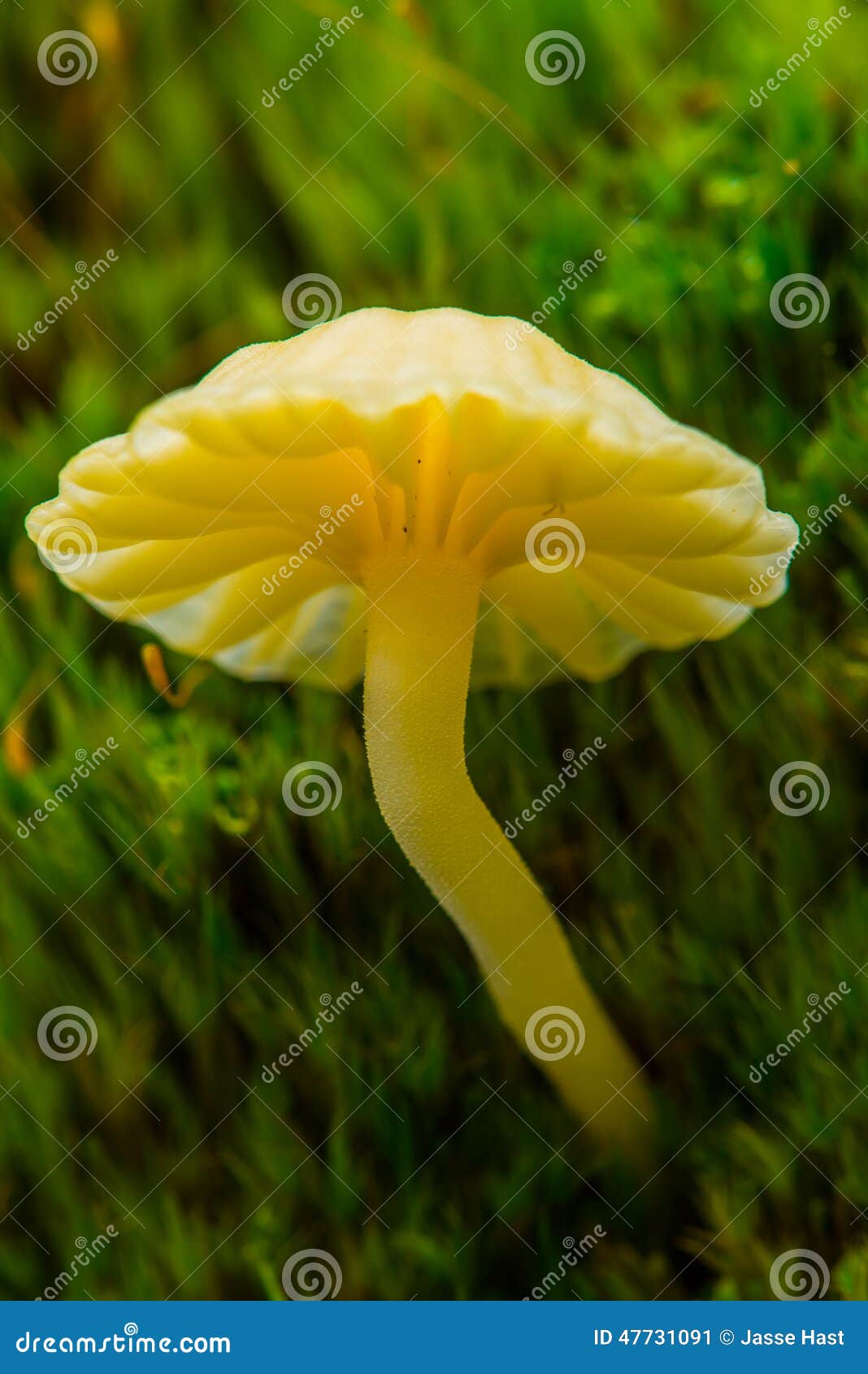 Petit champignon jaune image stock. Image du petit, brouillé - 47731091