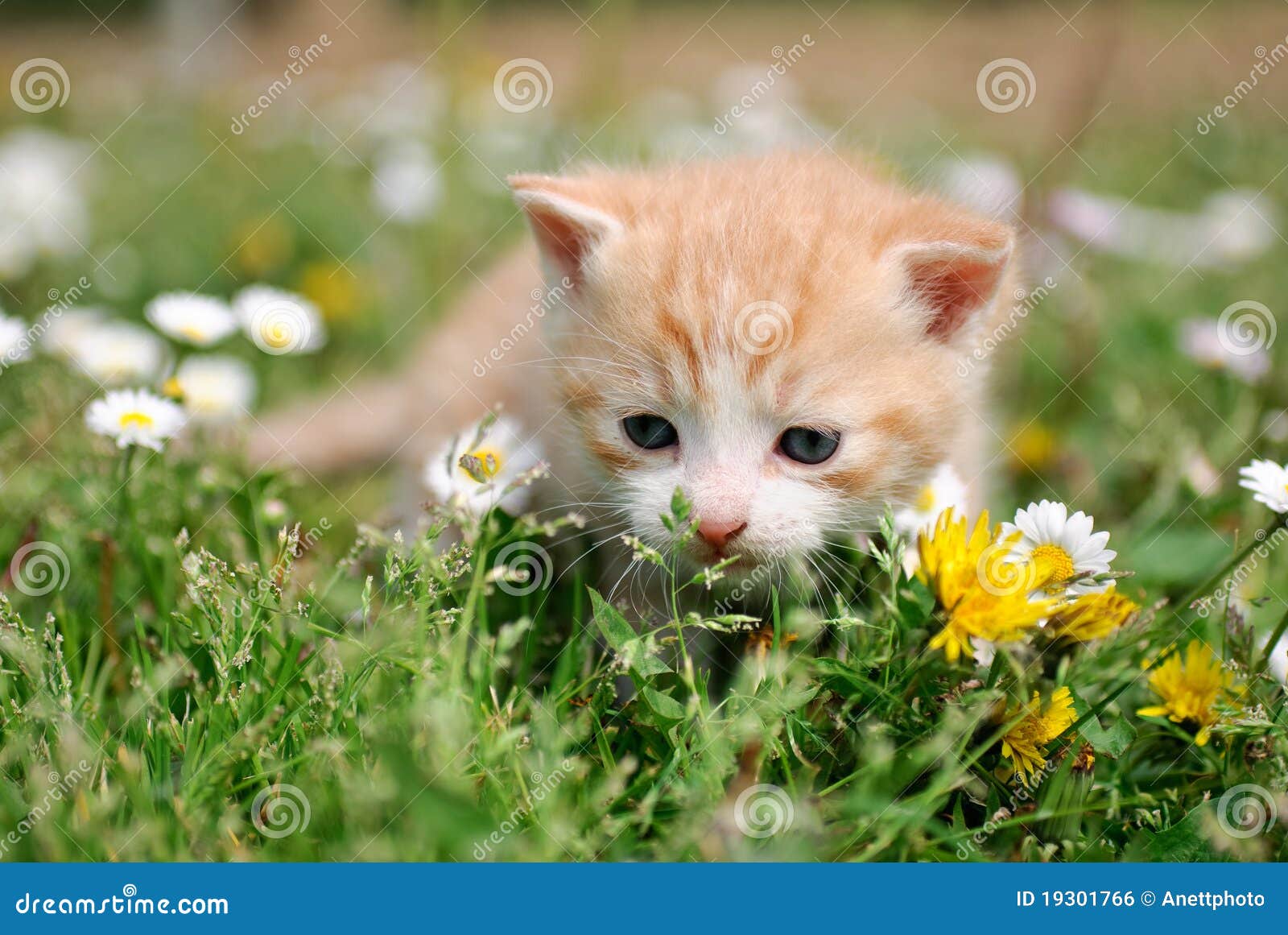Petit Chat Entre Les Fleurs Photo stock - Image du stationnement ...