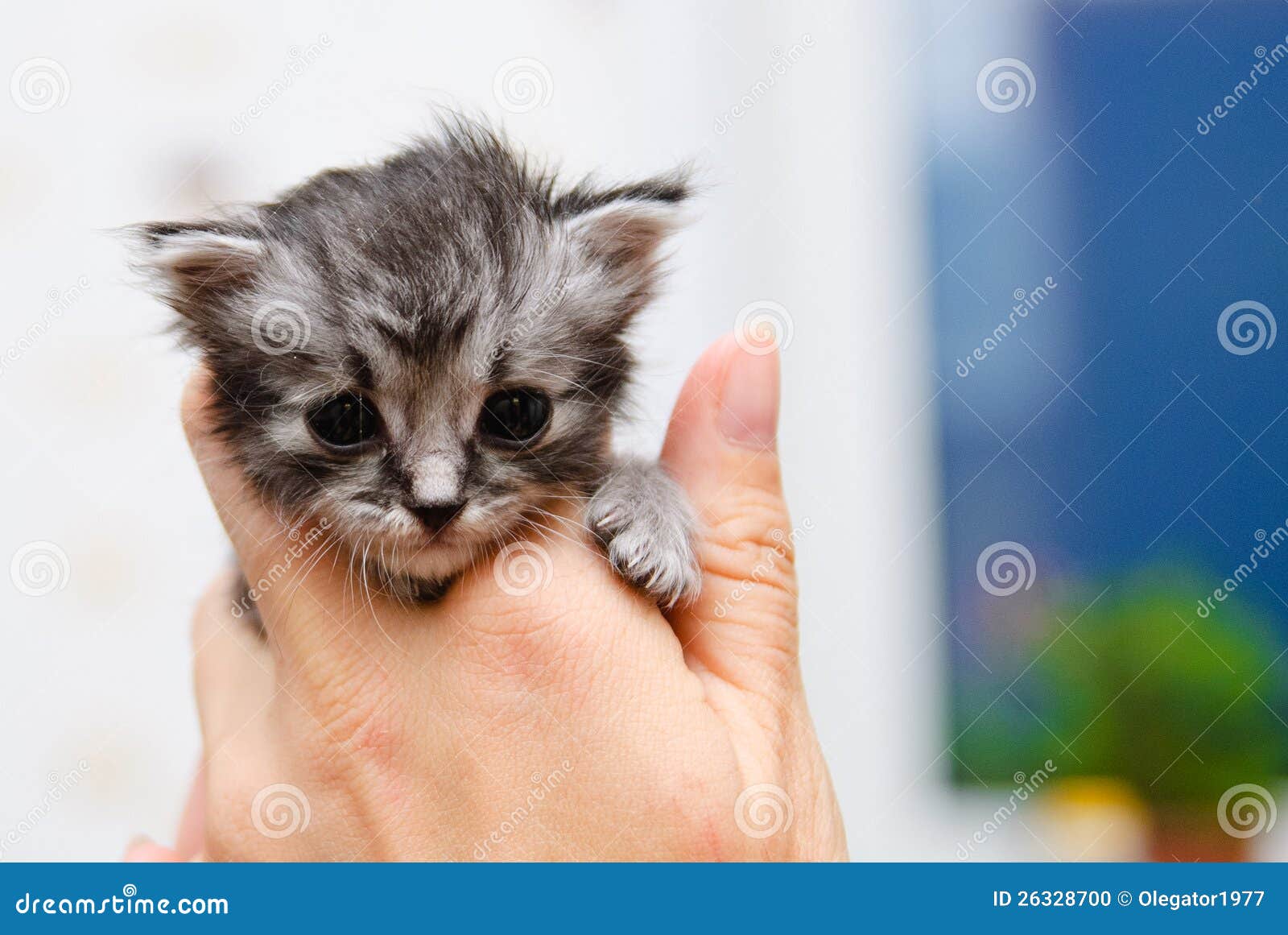Petit chat gris photo stock. Image du gris, petit, patte - 26328700