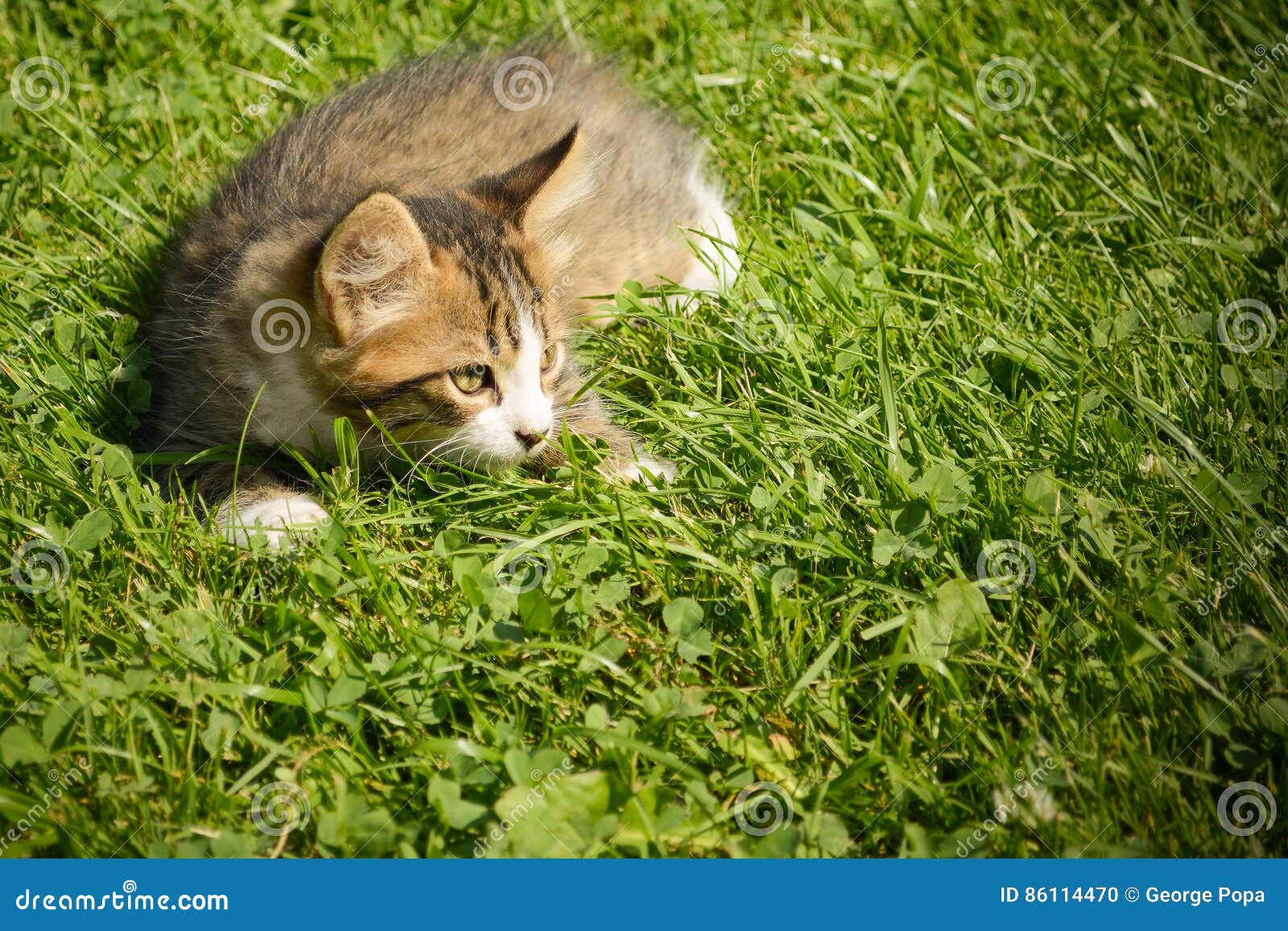 Petit Chat Jouant Dans L'herbe Photo stock - Image du regard, jeune ...