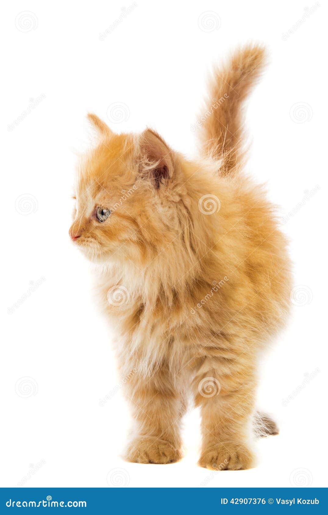 Petit chat orange photo stock. Image du adorable, curieux - 42907376