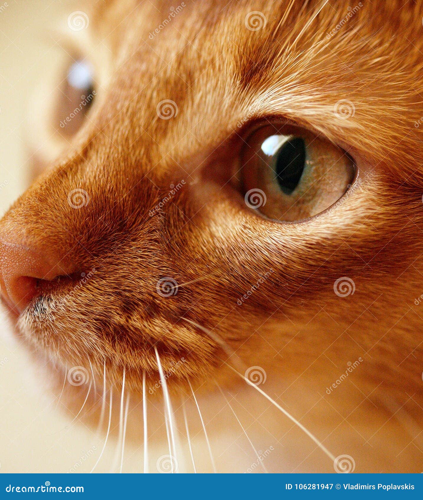 Petit chat rouge image stock. Image du prédateur, charmer - 106281947